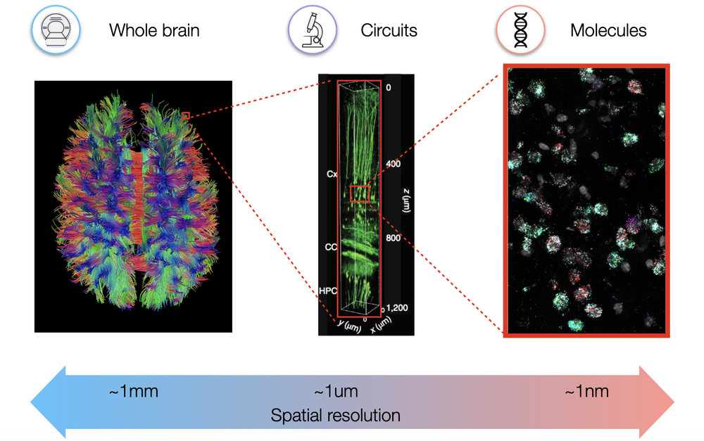 Neuroinformatics Course(CS-GY 9223) — Neuroinformatics Lab