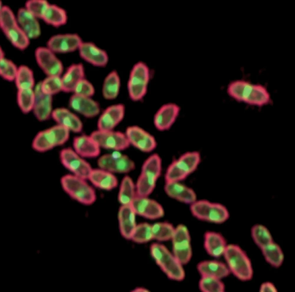 Lab Members — L. Davey Lab