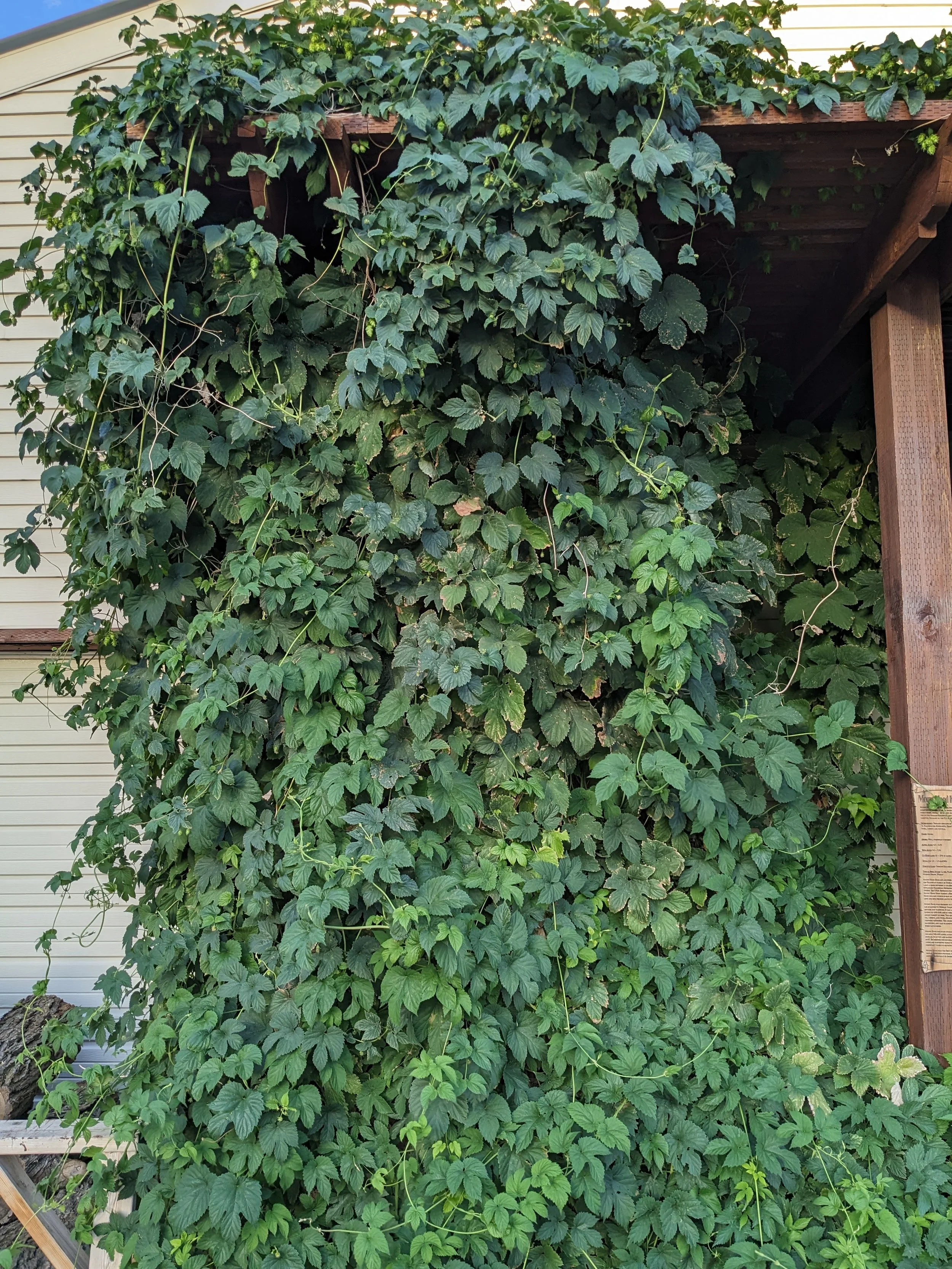How to Grow Your Own Hops — B.Y.O.B.
