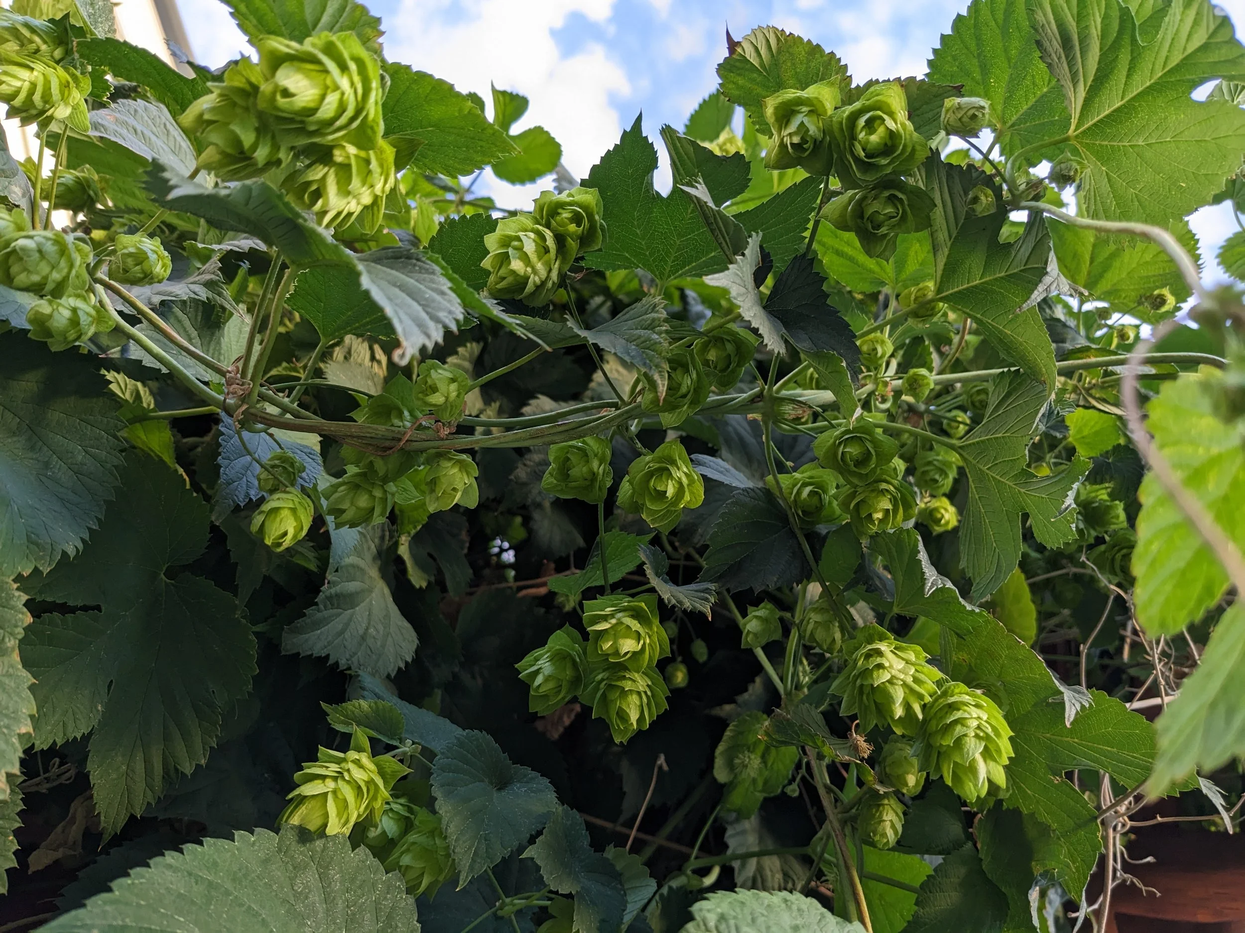 How to Grow Your Own Hops — B.Y.O.B.