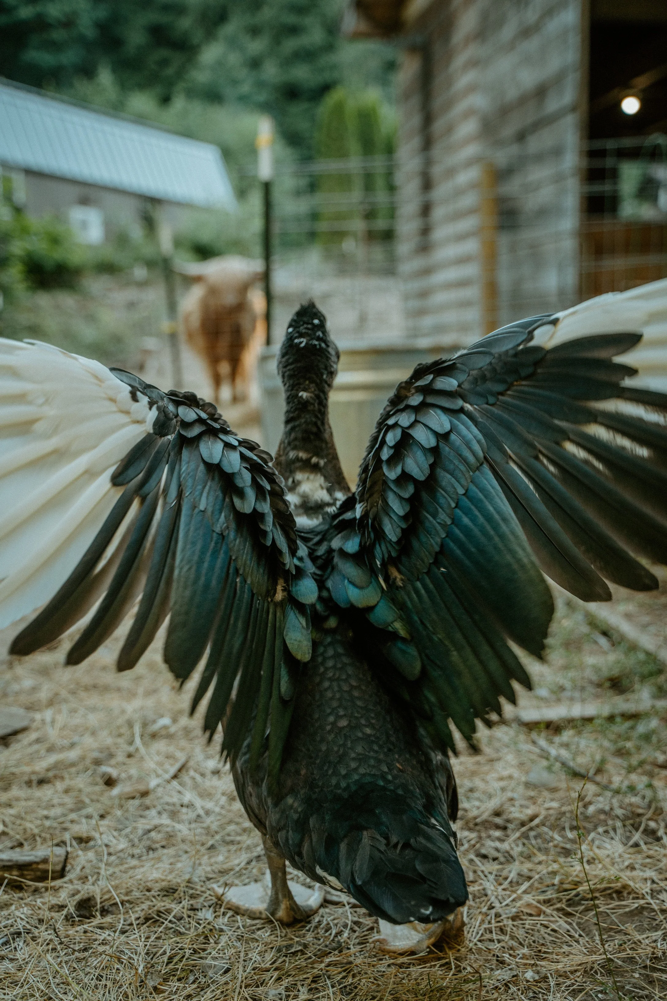 Oregon Farm Shop | Highland Farms Farm Stay and Wedding Venue in ...