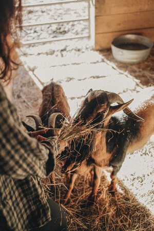 Farm Stay and Wedding Venue in Brightwood, Oregon - Highland Farms