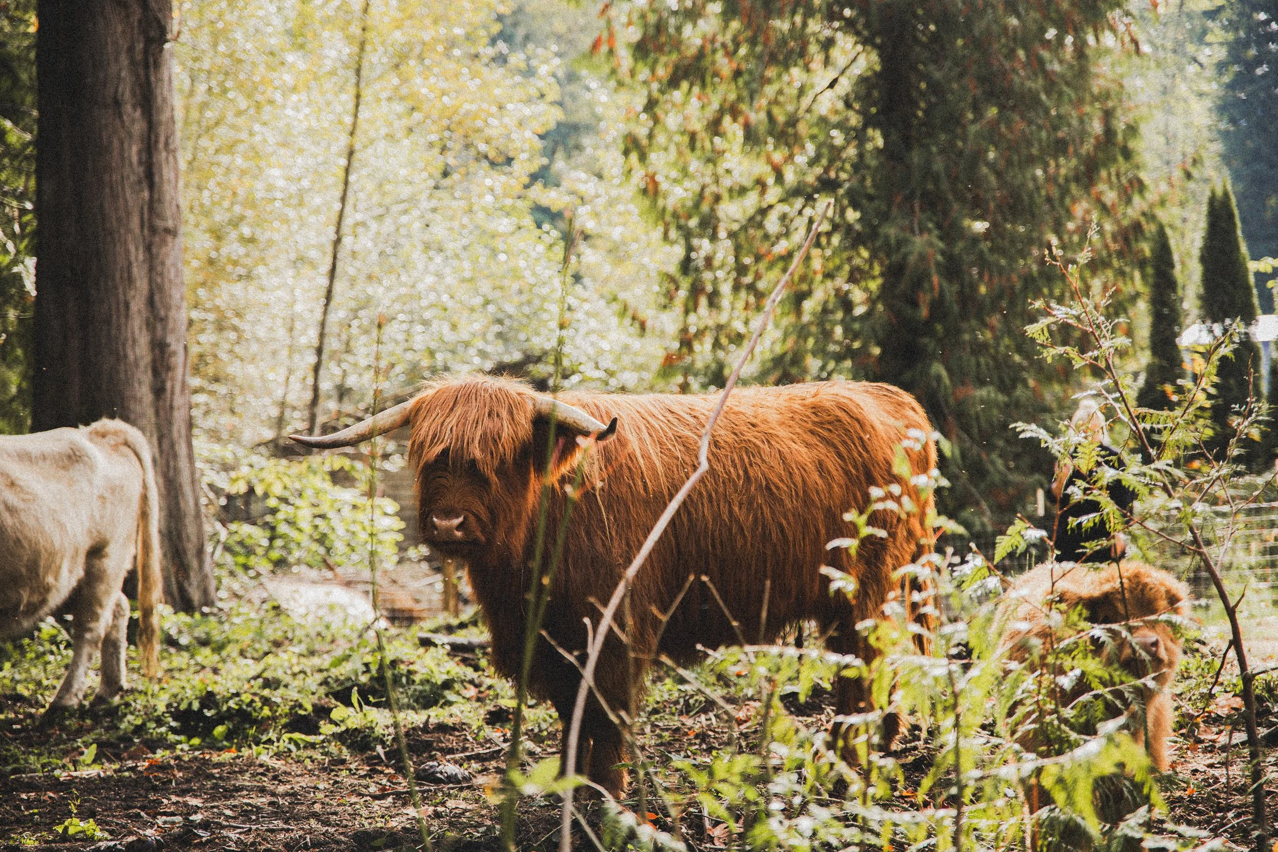 Exclusive Farm Booking | Highland Farms Oregon Farm Stay and Wedding ...