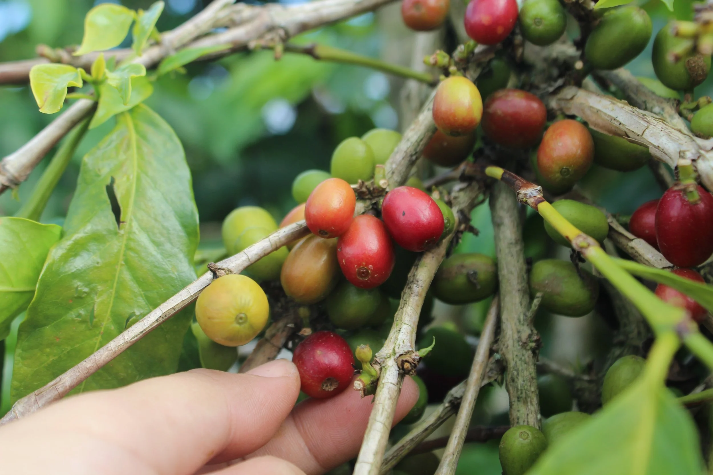 Curundu Coffee