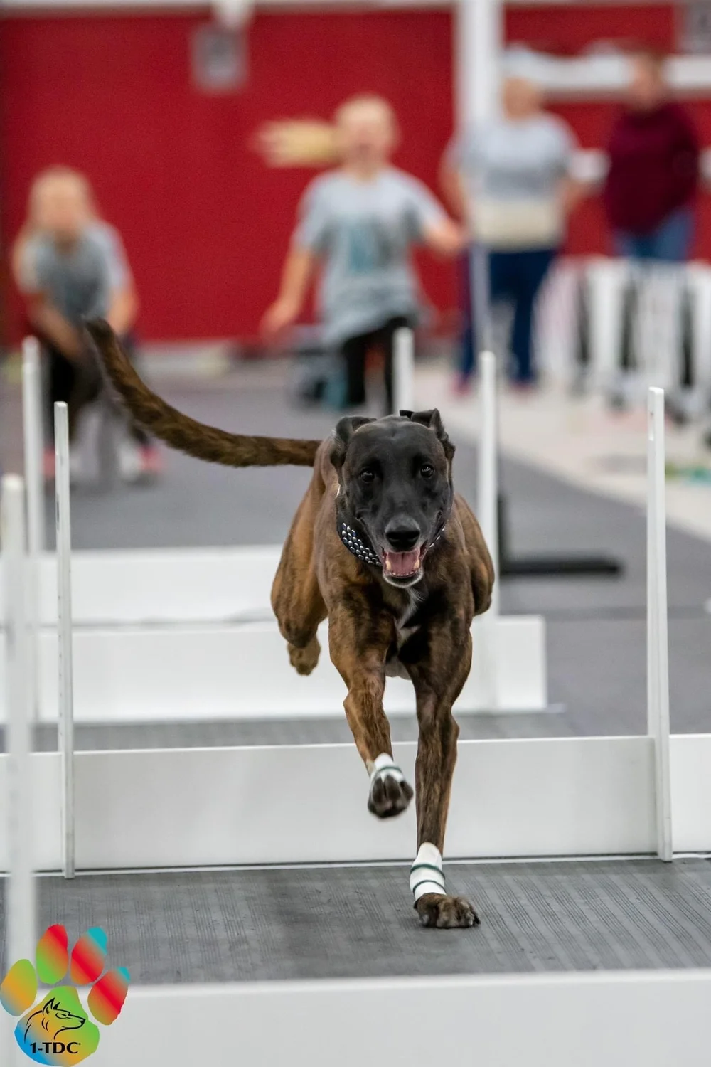 Dog Stuff | Join the Dog Event Today — Mid-Michigan Pet Expo
