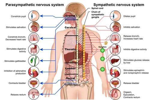 Autonomic Dysfunction (Dysautonomia) After Concussion: Causes, Symptoms ...