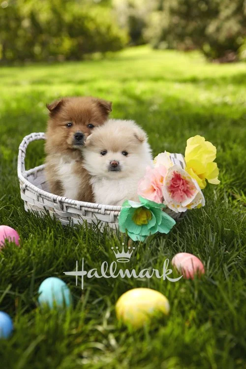 Pomeranian Puppies for Sale | PalmPom Babies