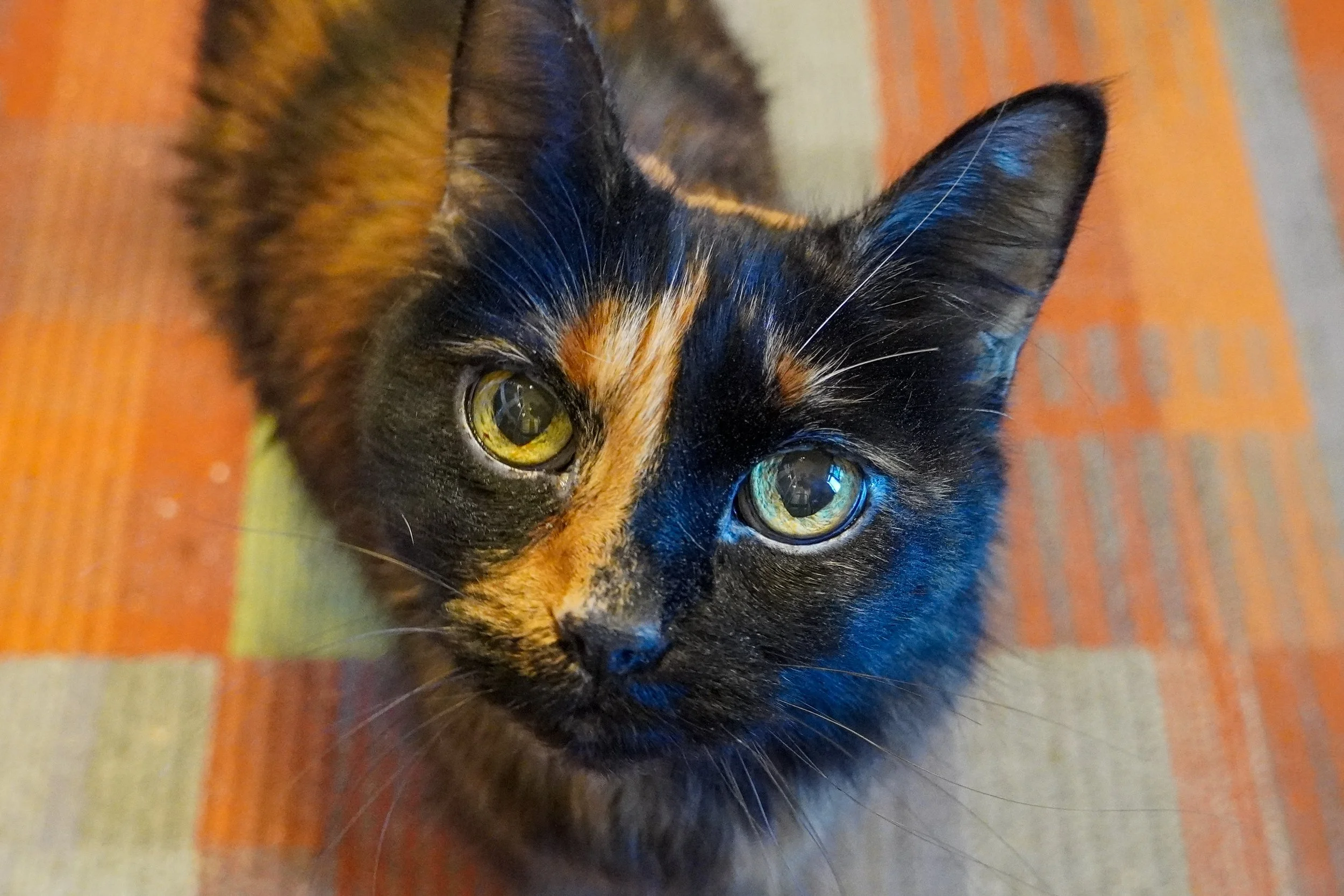 Adoption Process thru Felines & Friends of NM — Felines & Friends New ...