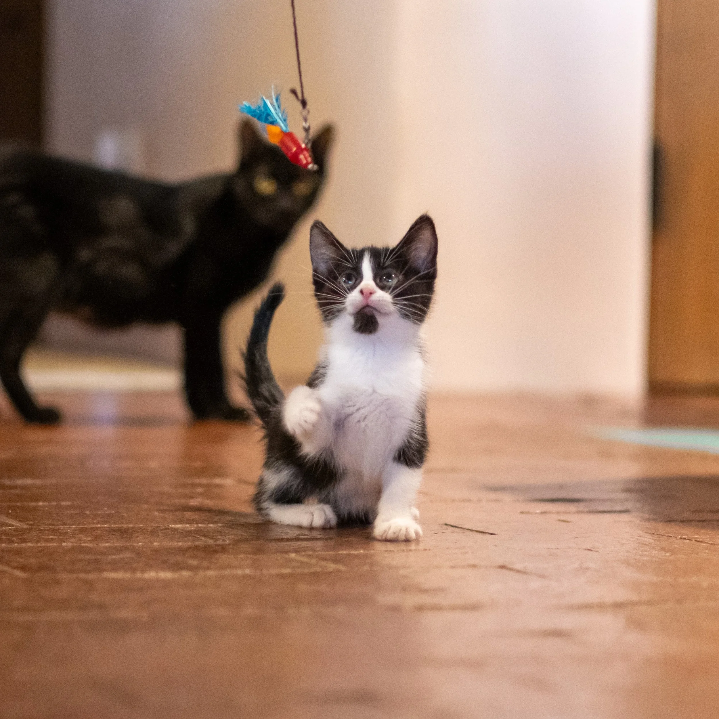 Featured Kitty — Felines & Friends New Mexico