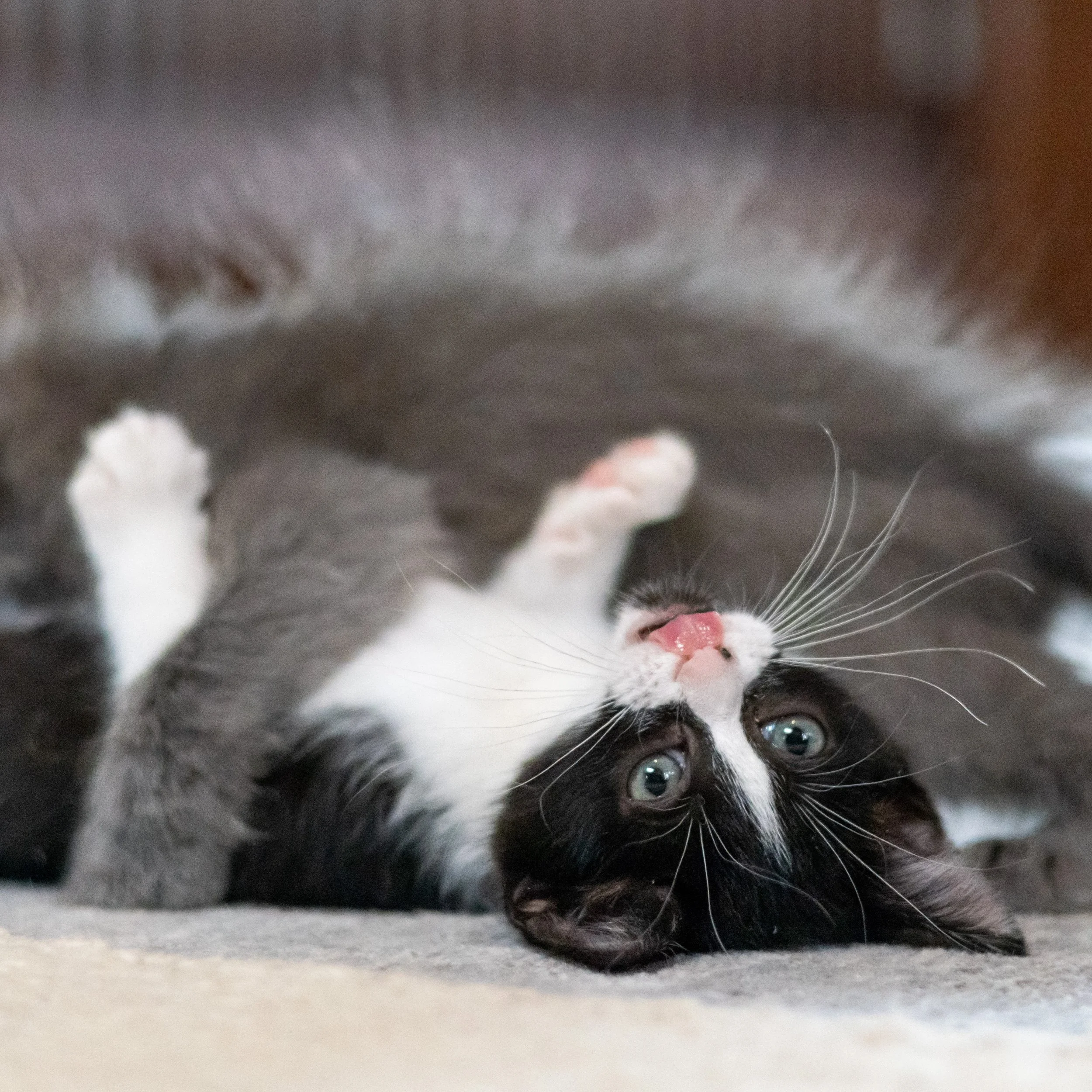 Featured Kitty — Felines & Friends New Mexico