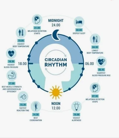 The Circadian Rhythm and Its Connection to Mental Health - Sleep and ...