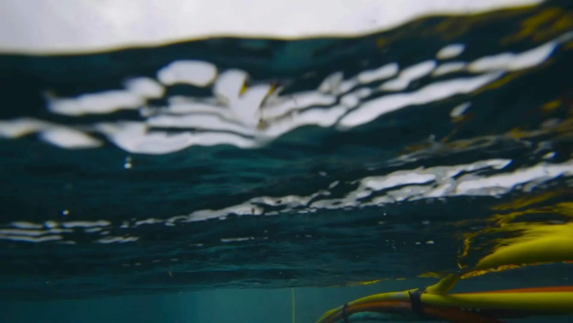 Western Abalone Processors | Premium Quality Abalone from the West