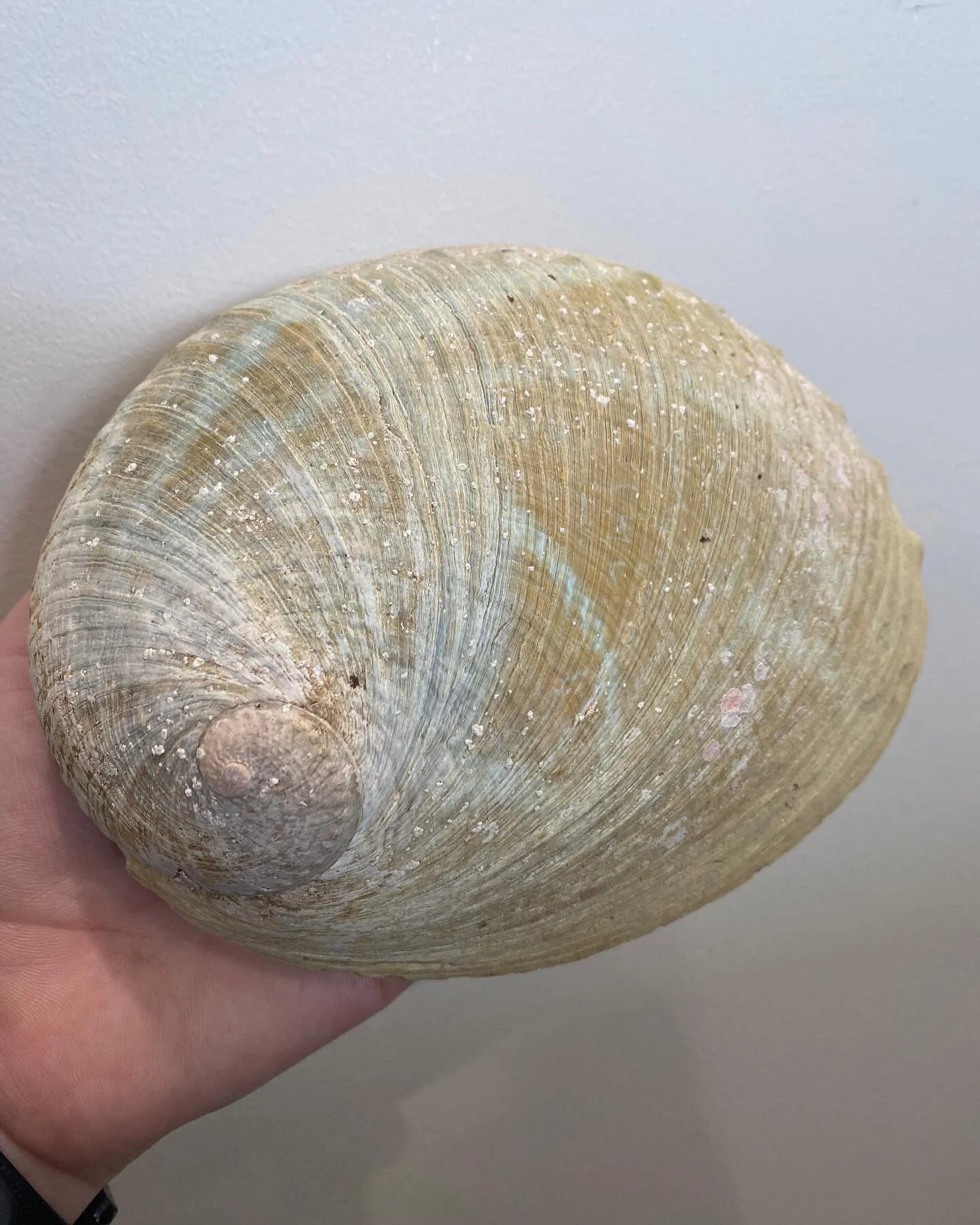 Western Abalone Processors | Premium Quality Abalone from the West