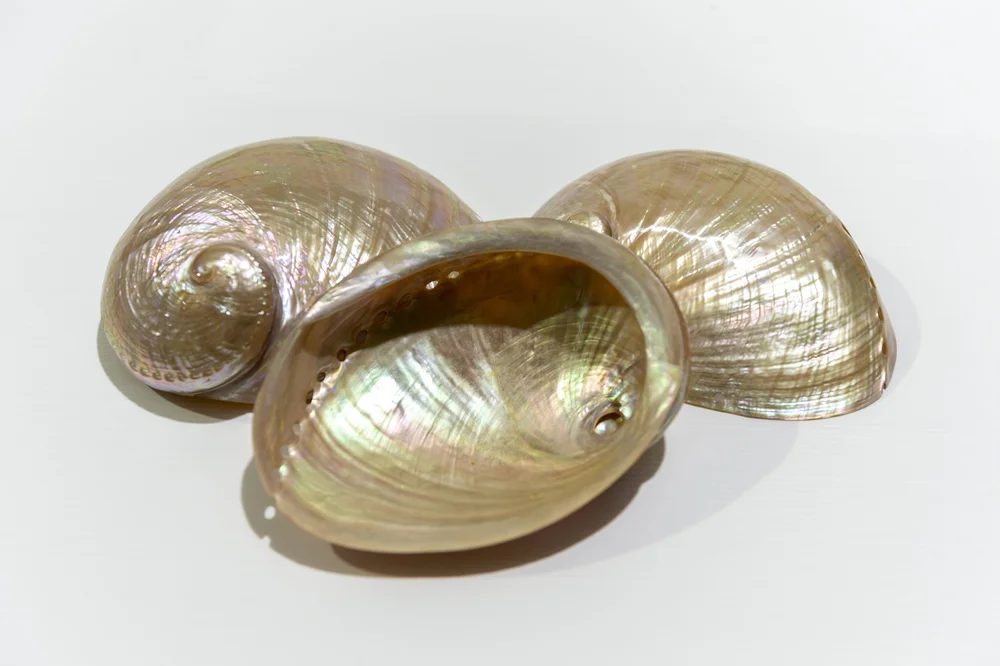 Shop Premium Canned Abalone, Pouched Abalone & Shells | Western Abalone ...