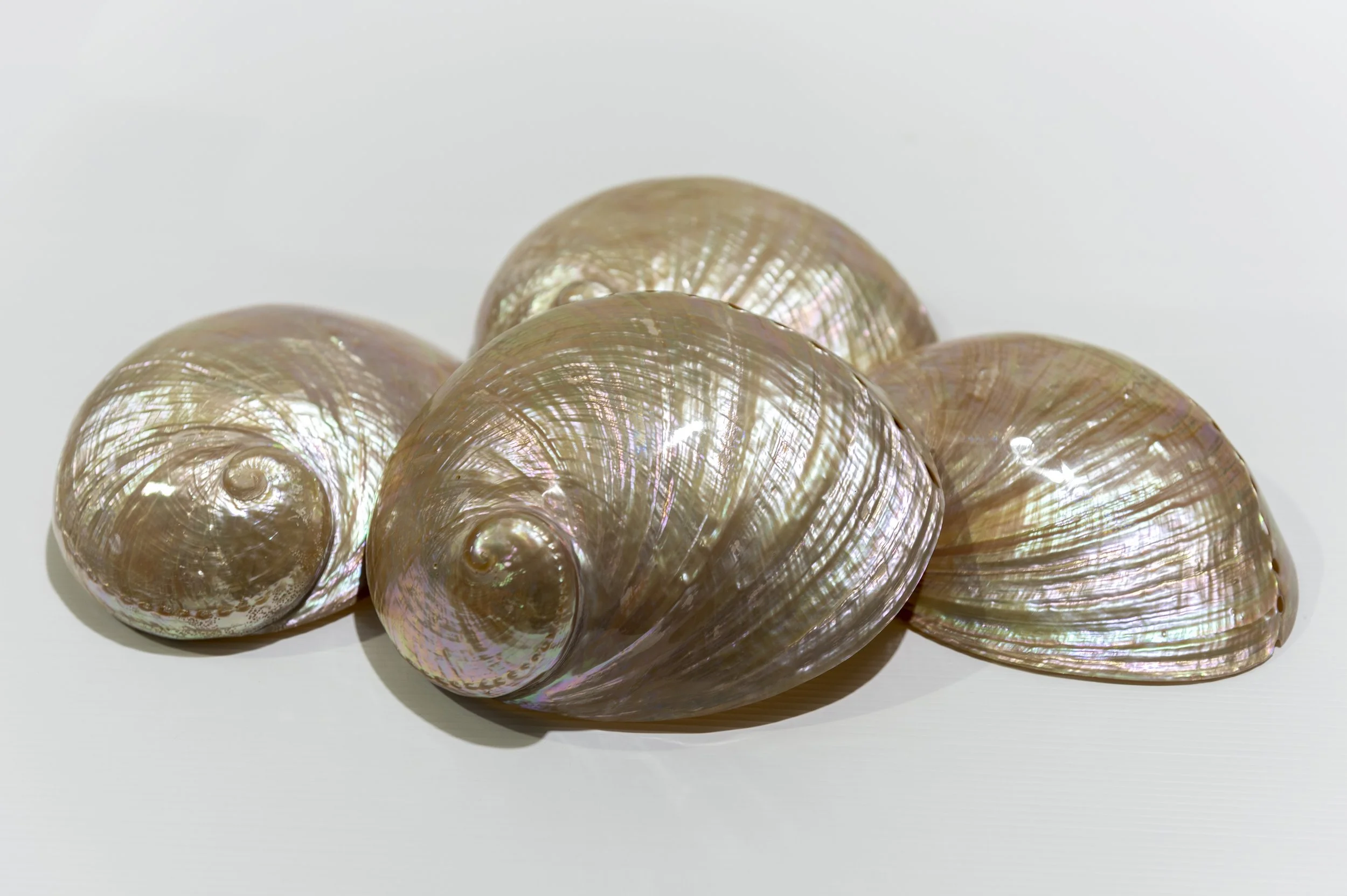 Shop Premium Canned Abalone, Pouched Abalone & Shells | Western Abalone ...