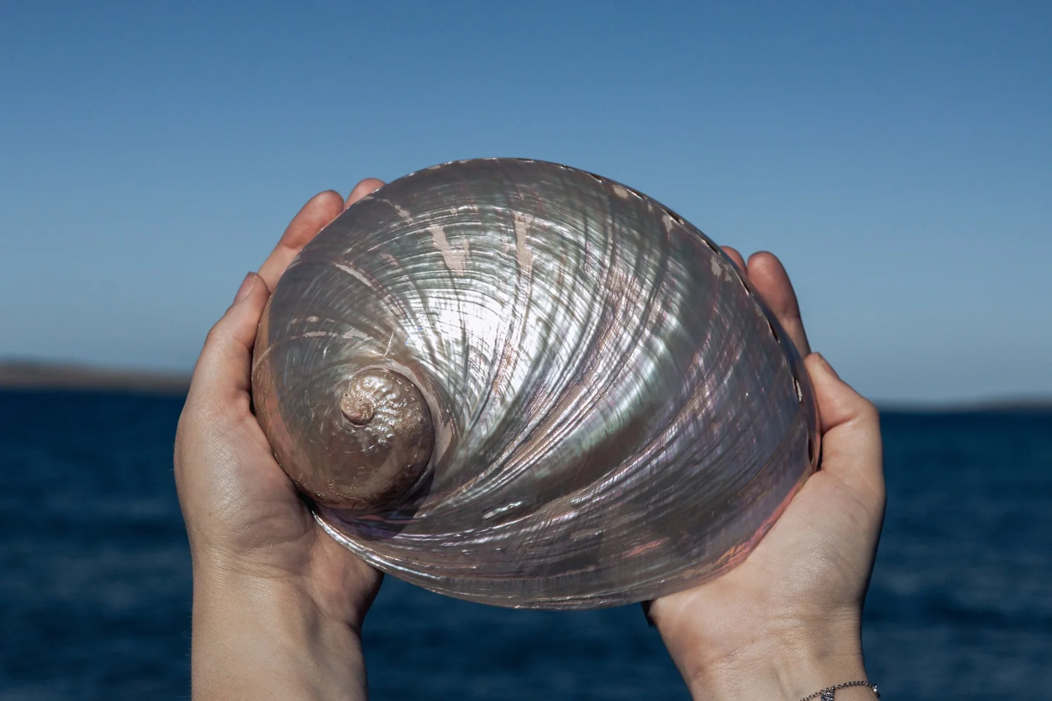 Shop Premium Canned Abalone, Pouched Abalone & Shells | Western Abalone ...