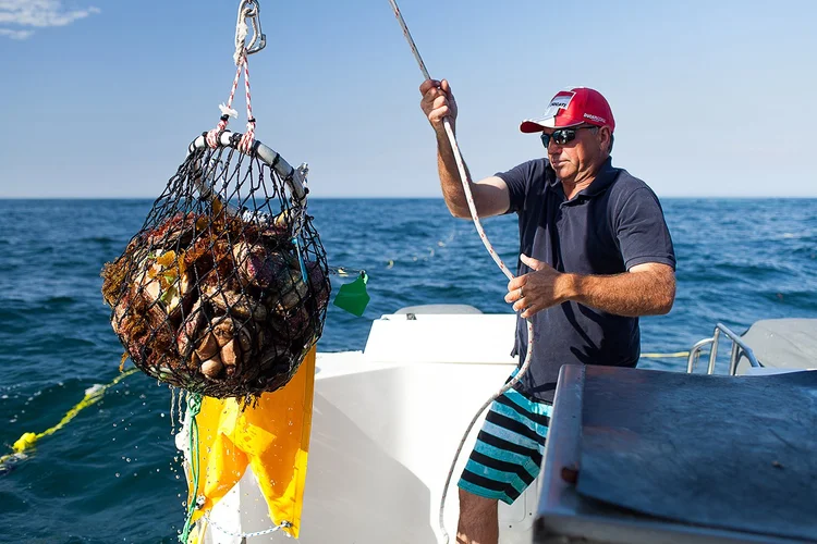 Contact Western Abalone Processors | Get in Touch for Premium Abalone ...