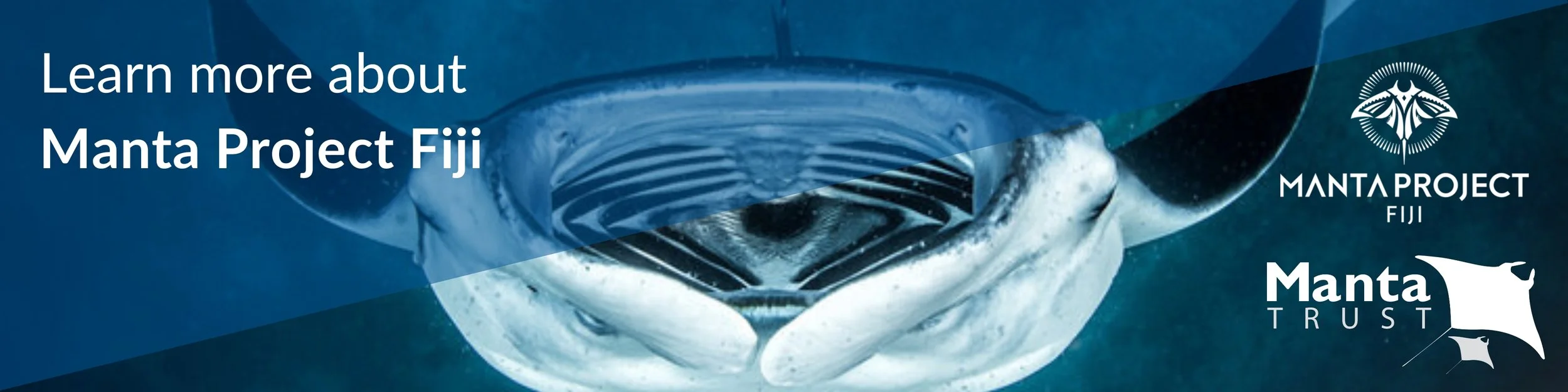 Rays in the Shadows: Batoid Diversity, Occurrence, and Conservation ...