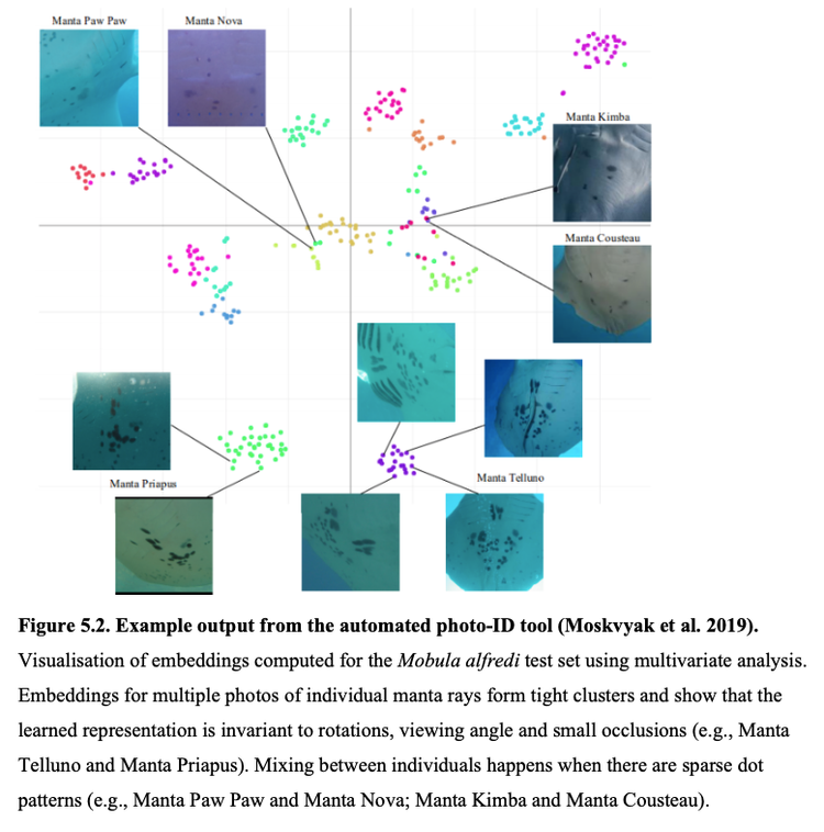 The Spatial Ecology of Manta Rays: Movement, Habitat Use and ...