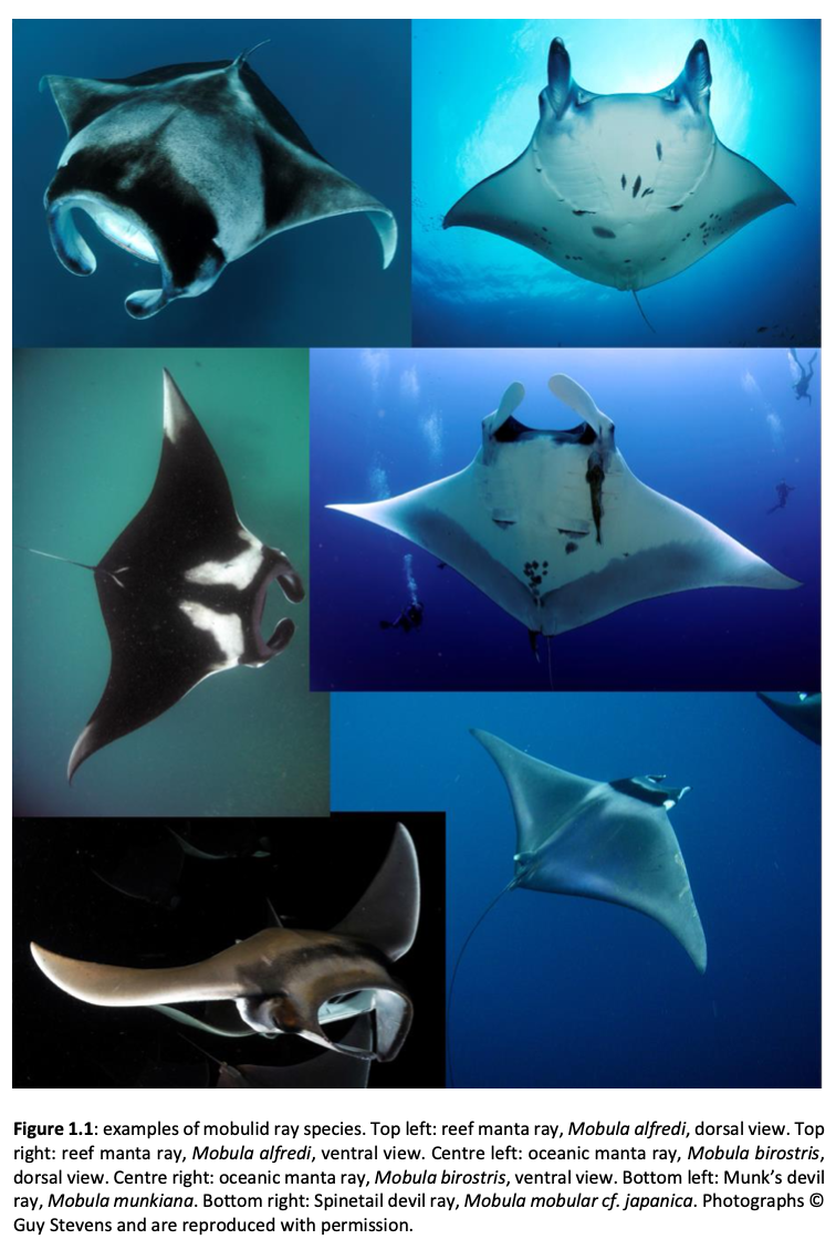 Genomic Tools for Conservation and Management of Manta and Devil Rays ...