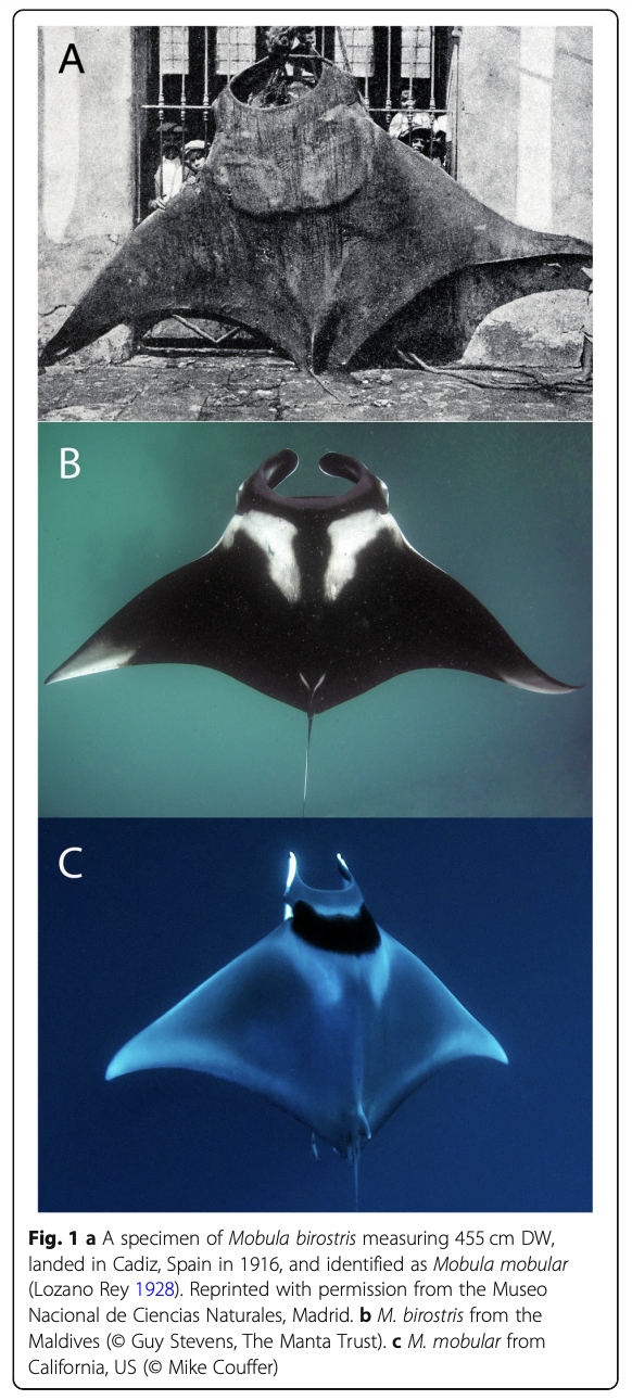 The giant devil ray Mobula mobular (Bonnaterre, 1788) is not giant ...