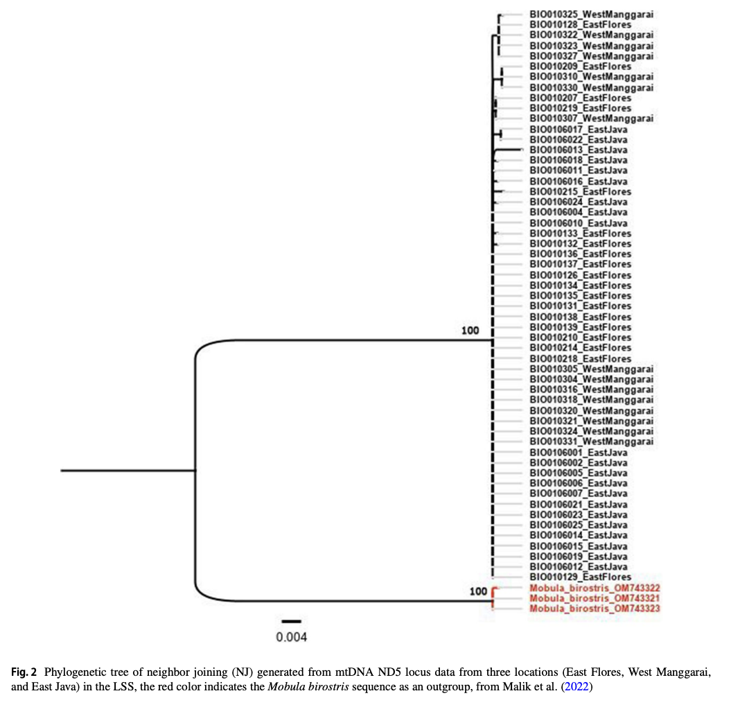 Population structure of endangered spinetail devil ray (Mobula mobular ...