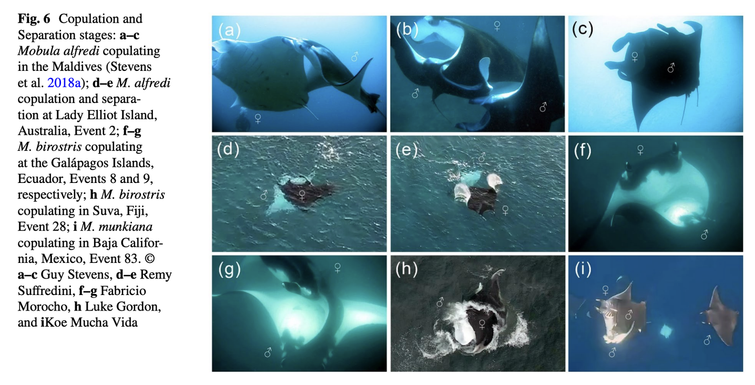A review of manta and devil ray courtship and mating — Manta Trust ...