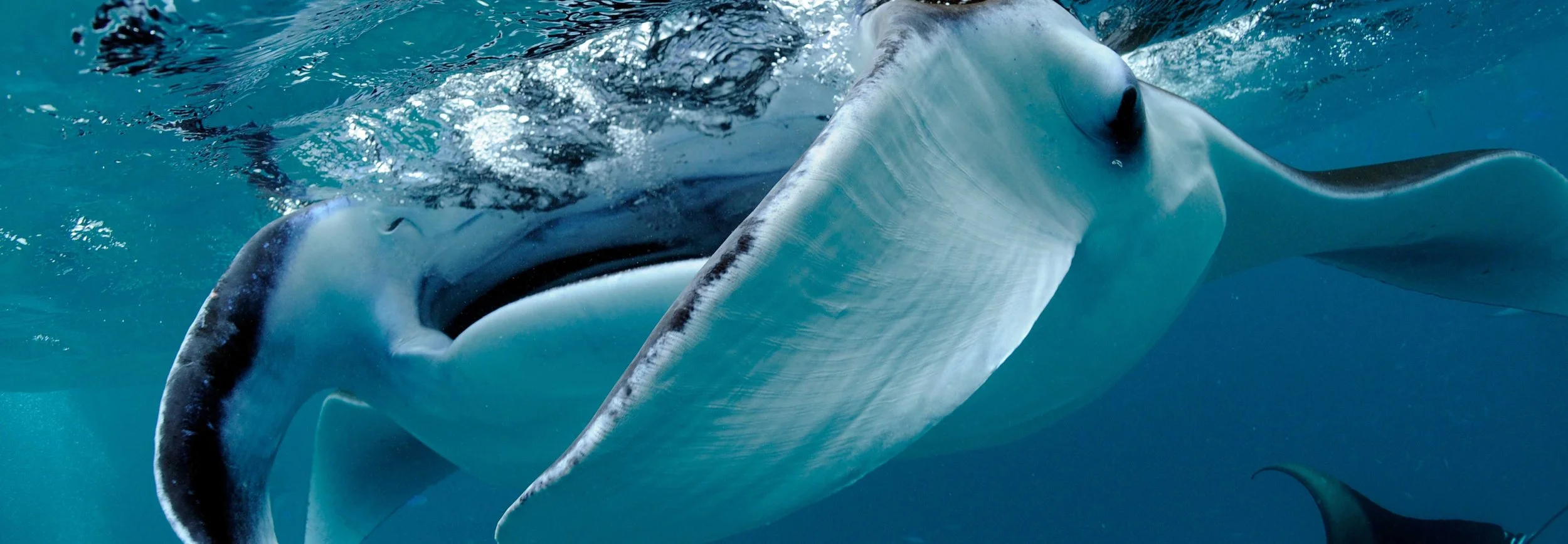 Research Themes — Manta Trust Research Portal