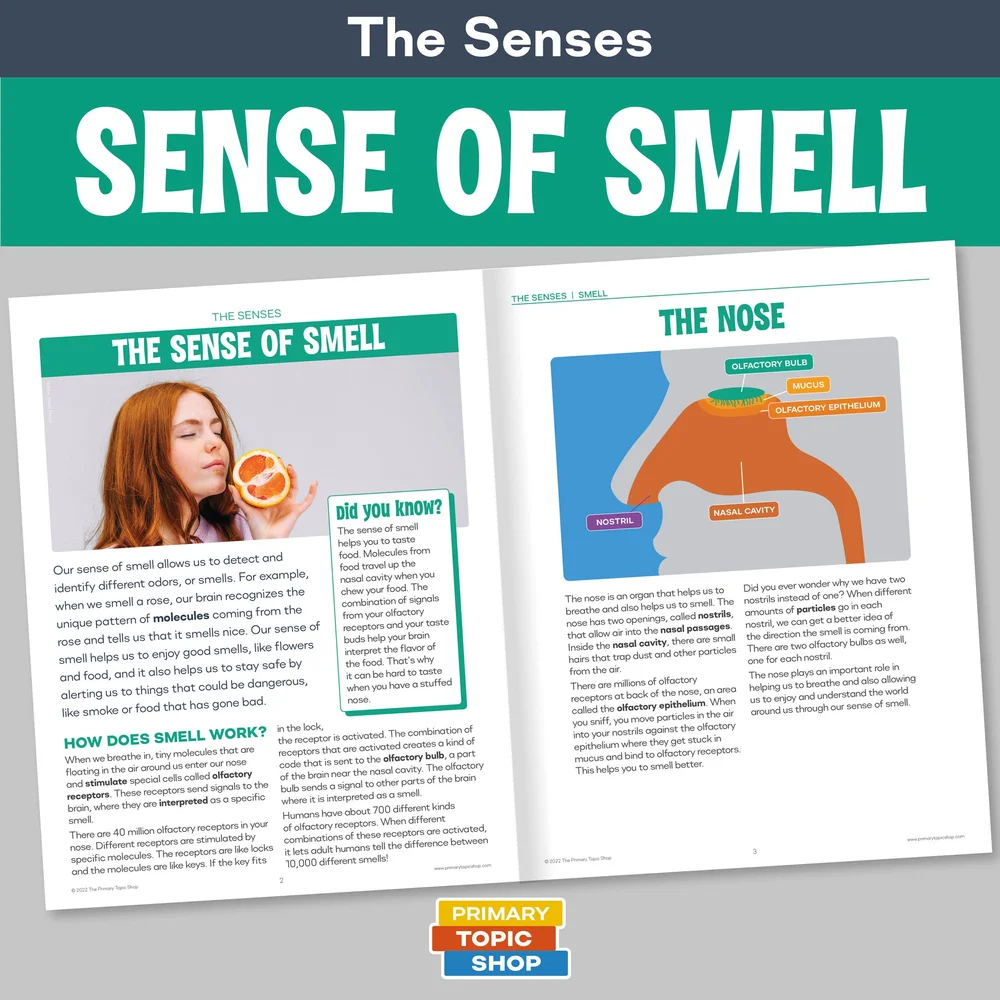 The Five Senses — All Resources | Explore Educational Treasures ...