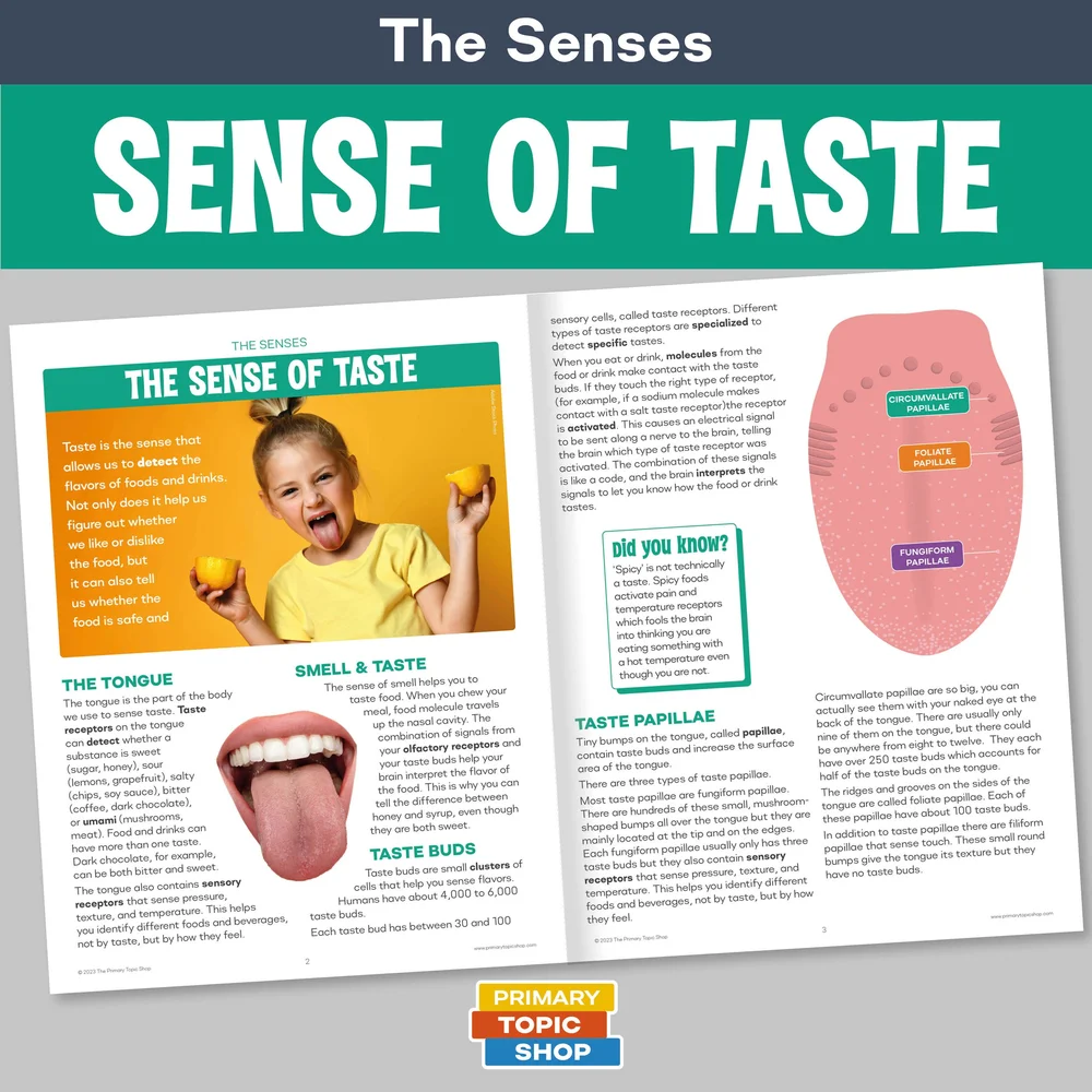 The Five Sense Resource Bundle for Grades 4-6 — Primary Topic Shop