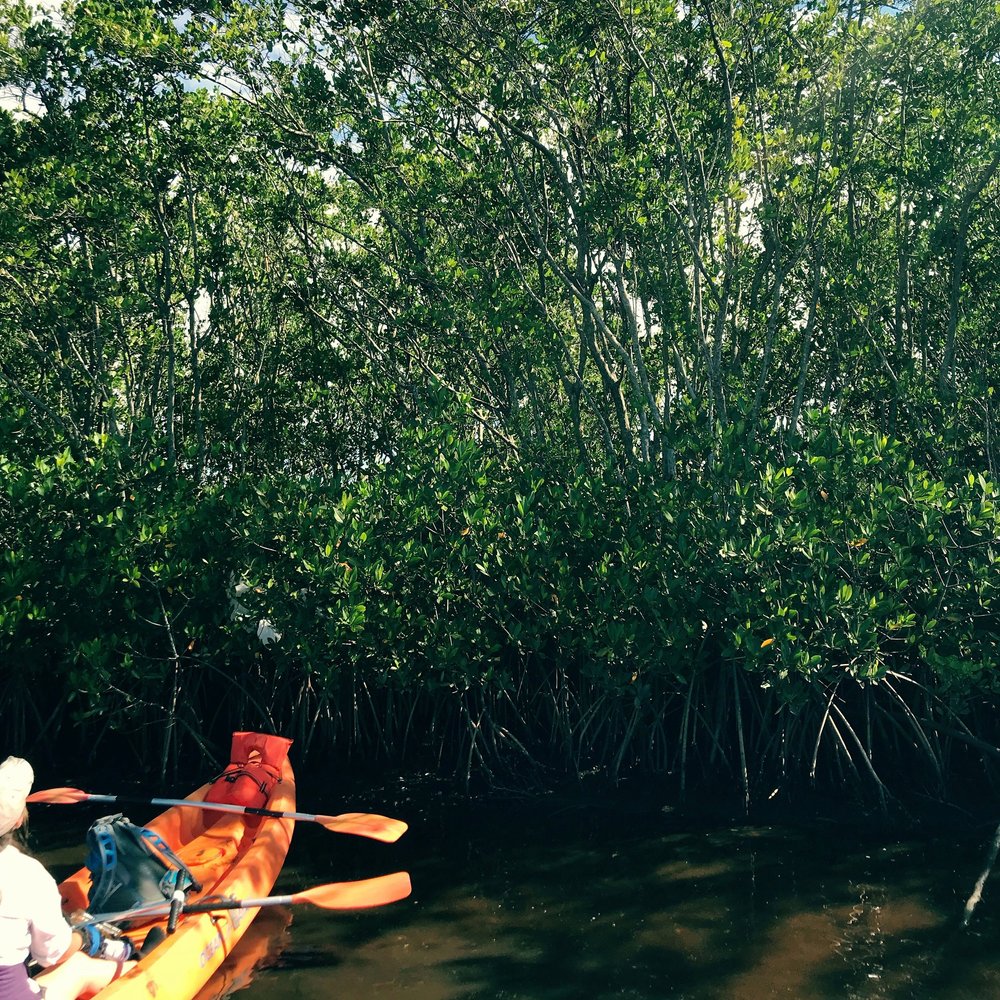 Projects — Coastal Biogeochemistry Lab