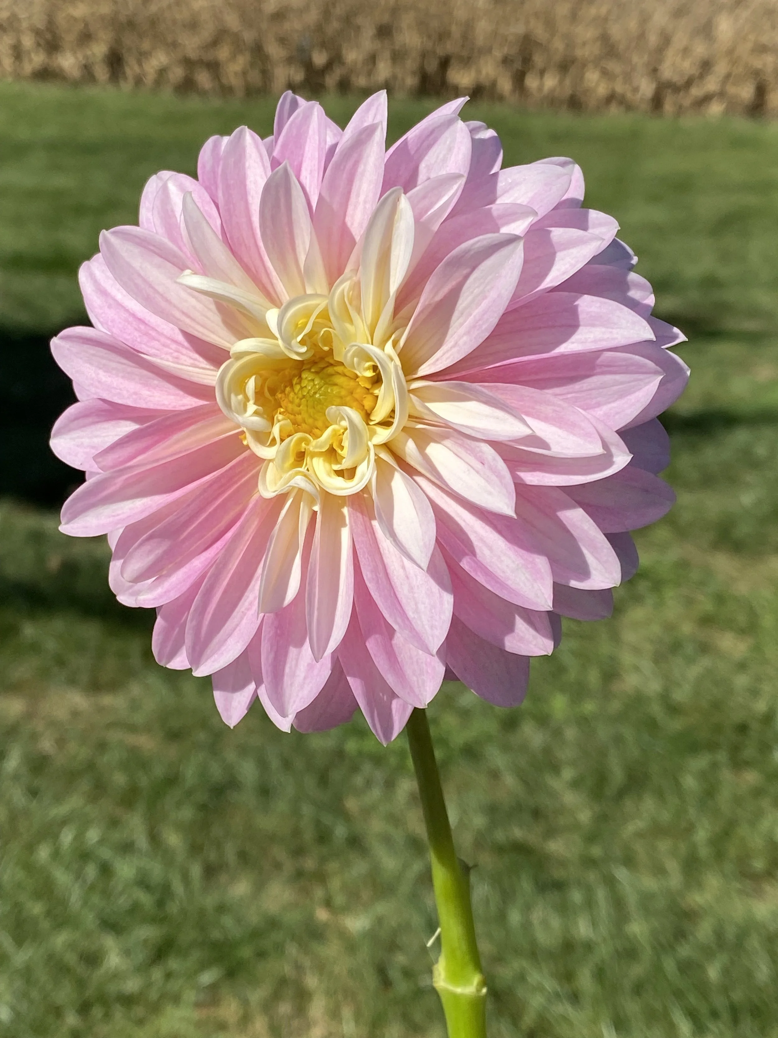 Alloway Candy — Timber Creek Farm & Garden