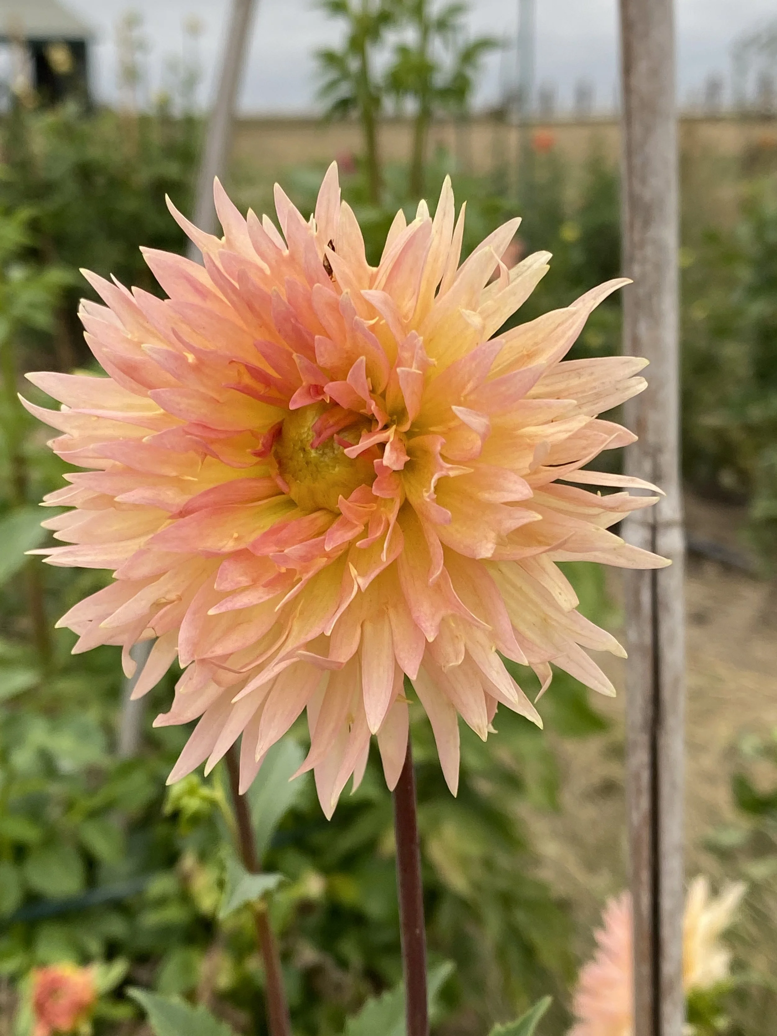 Lakeview Peach Fuzz — Timber Creek Farm & Garden