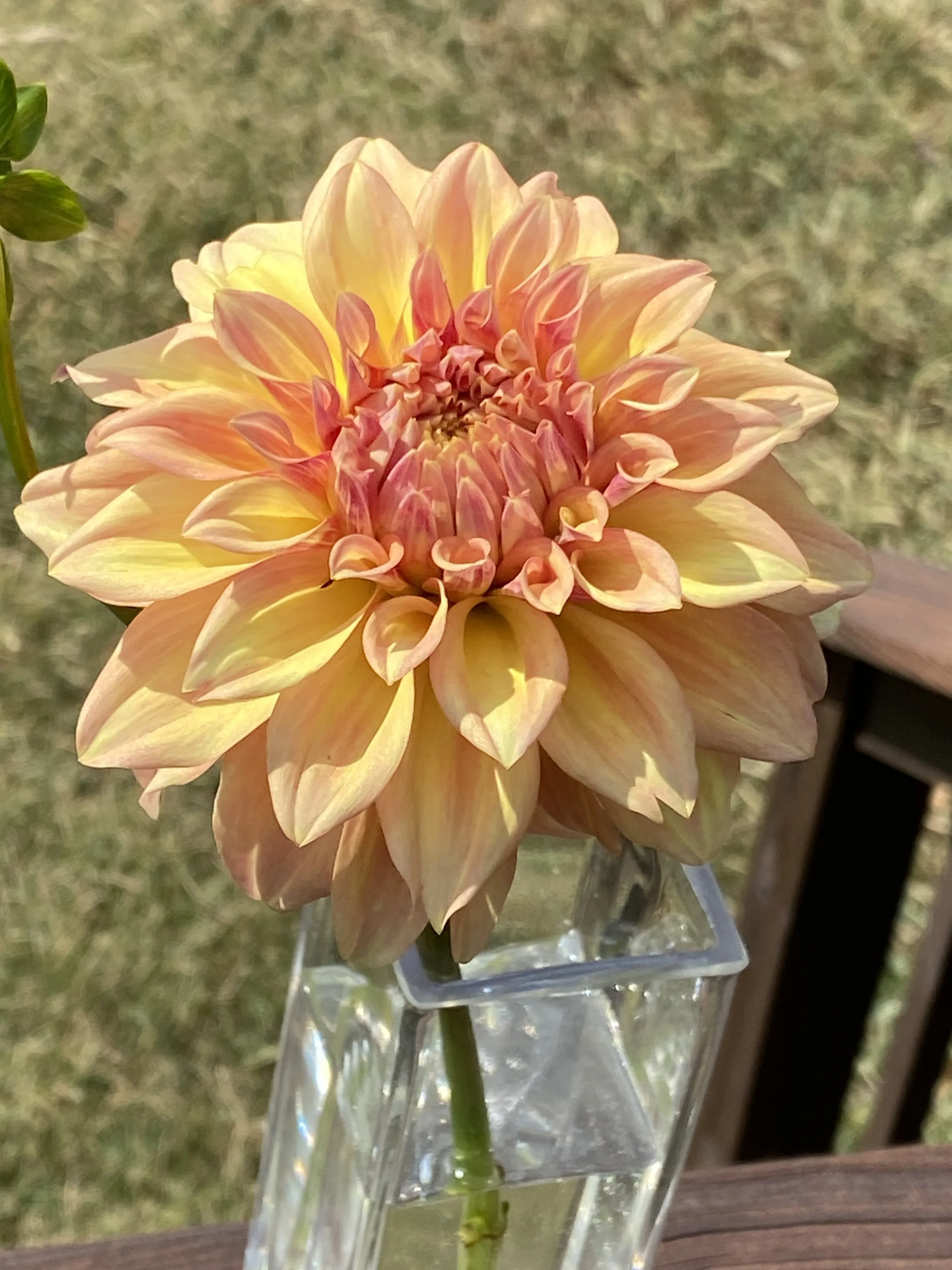 Miss Amara — Timber Creek Farm & Garden