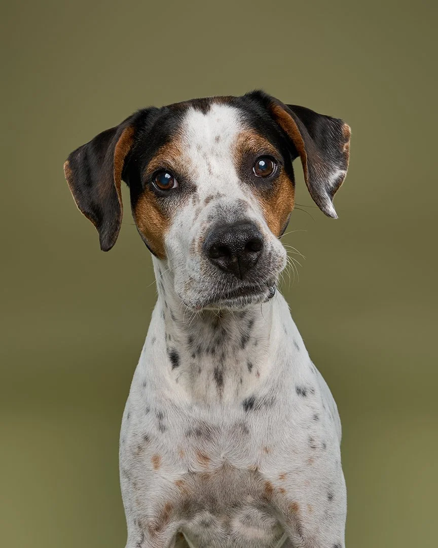 The Art of Editing: Bringing Pet Portraits to Life — Pet Photographer ...