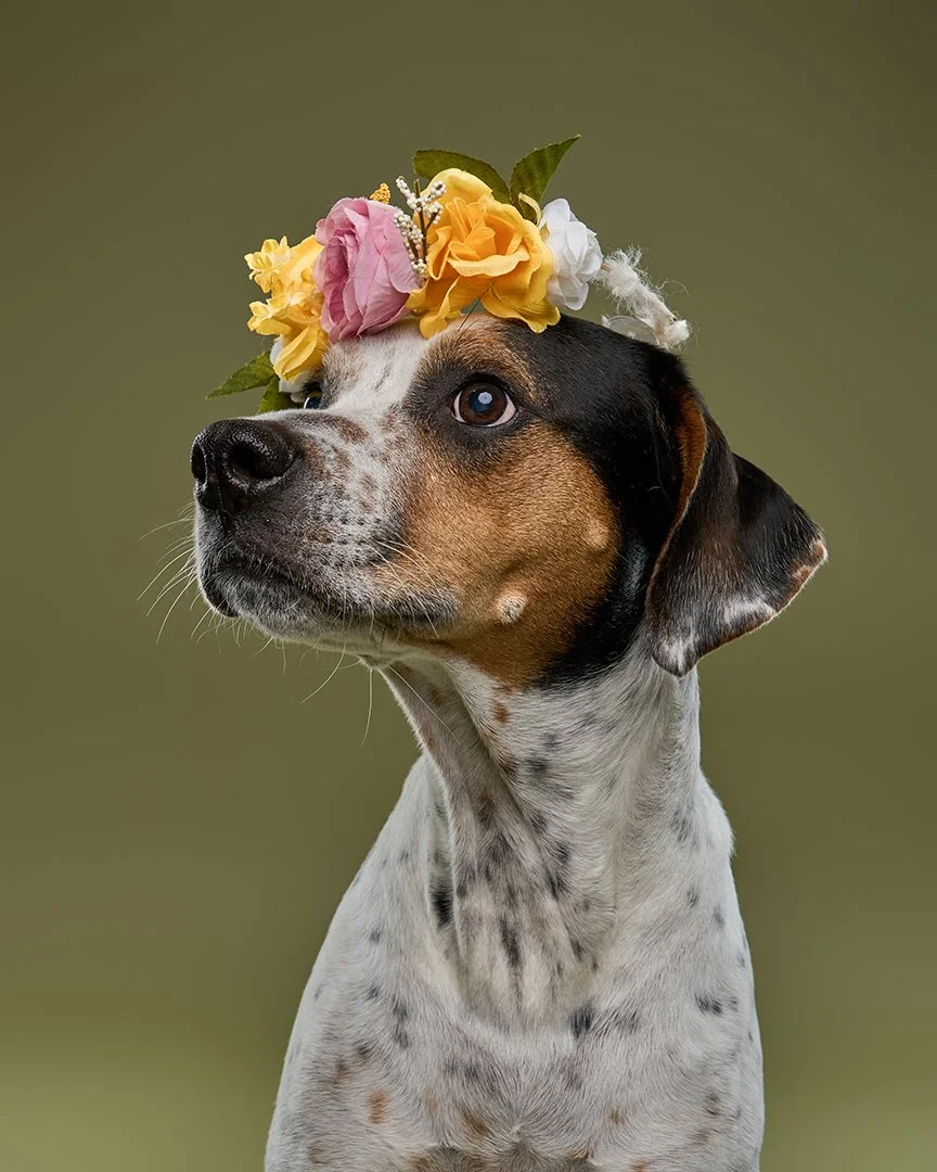The Art of Editing: Bringing Pet Portraits to Life — Pet Photographer ...