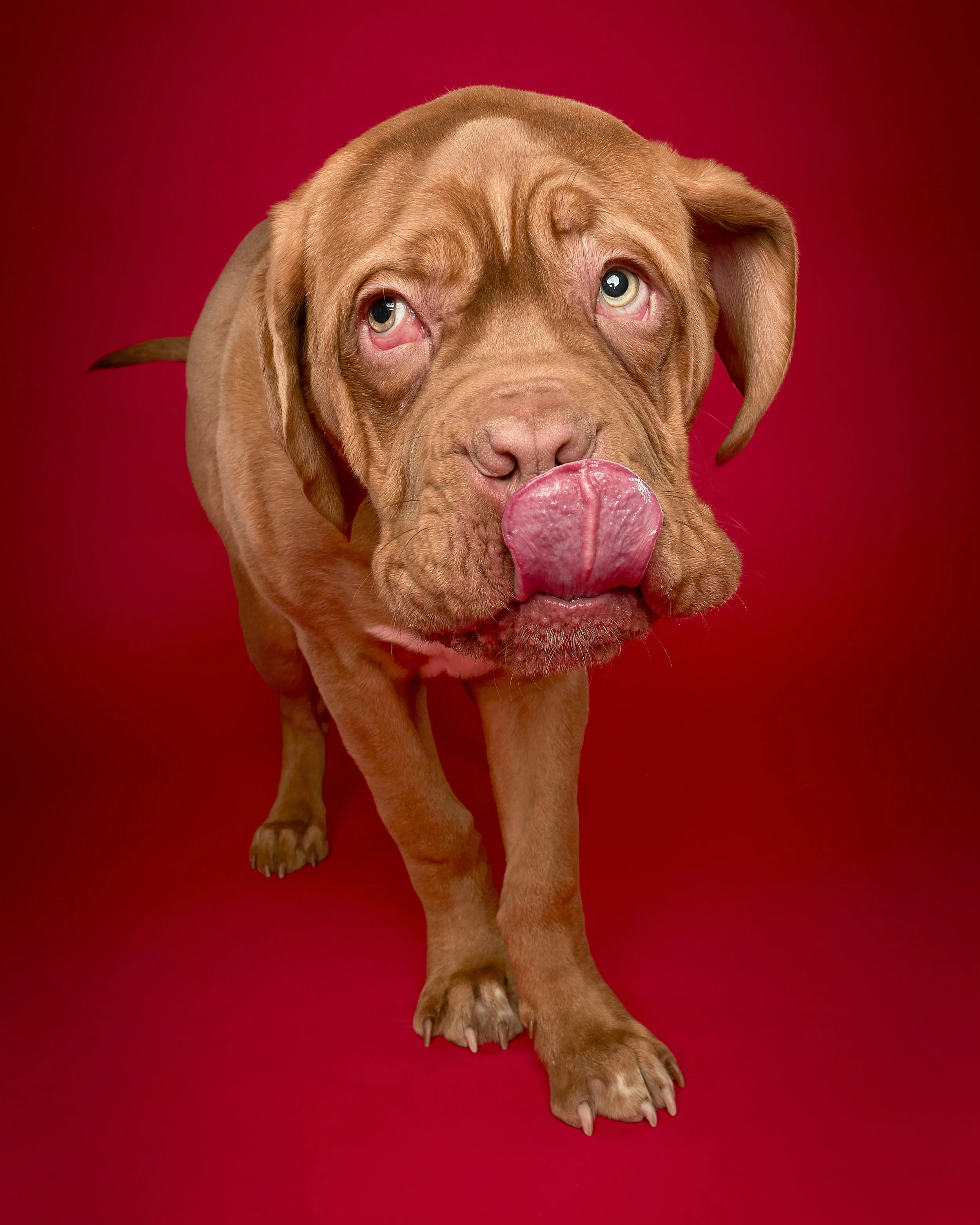 Paw Print Studio - Connecticut Pet Photography Studio