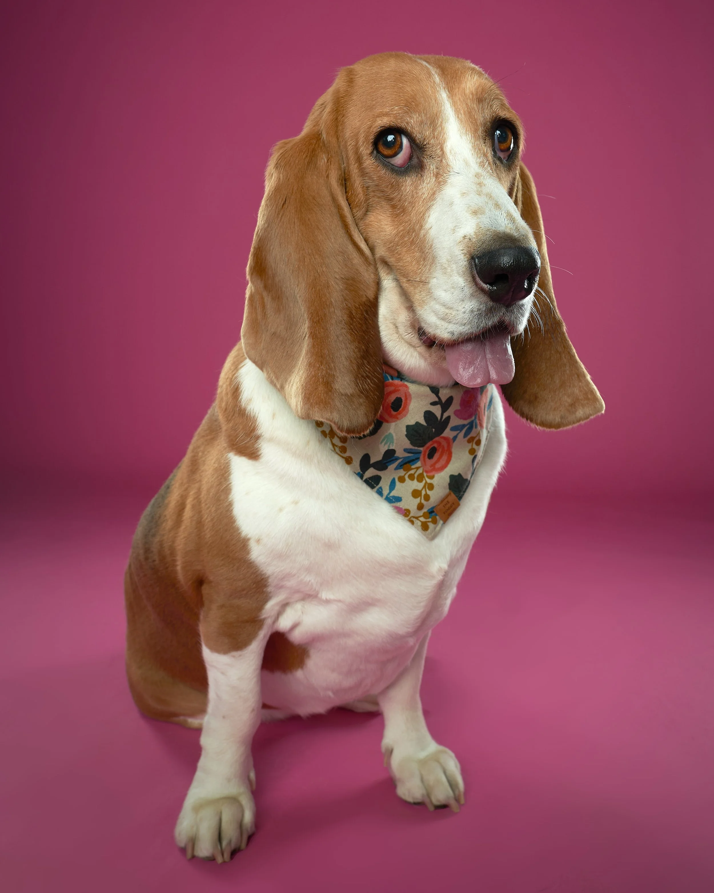 Paw Print Studio - Connecticut Pet Photography Studio