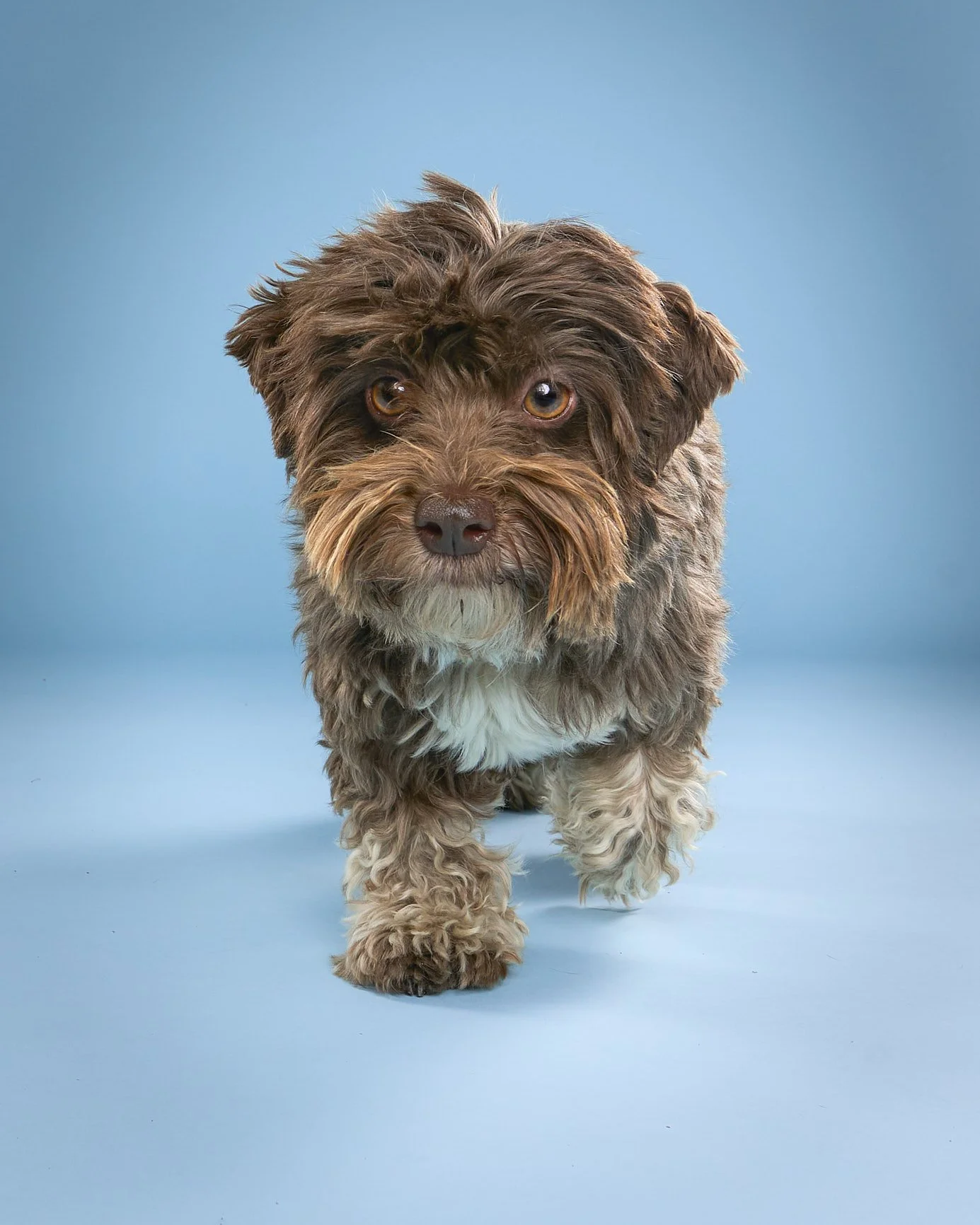 Paw Print Studio - Connecticut Pet Photography Studio