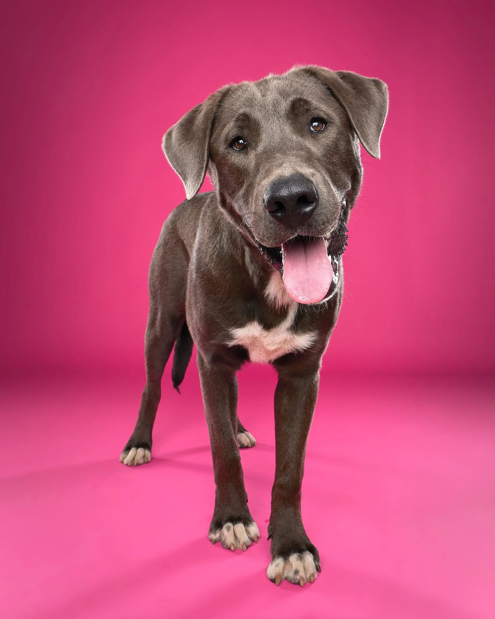 Paw Print Studio - Connecticut Pet Photography Studio