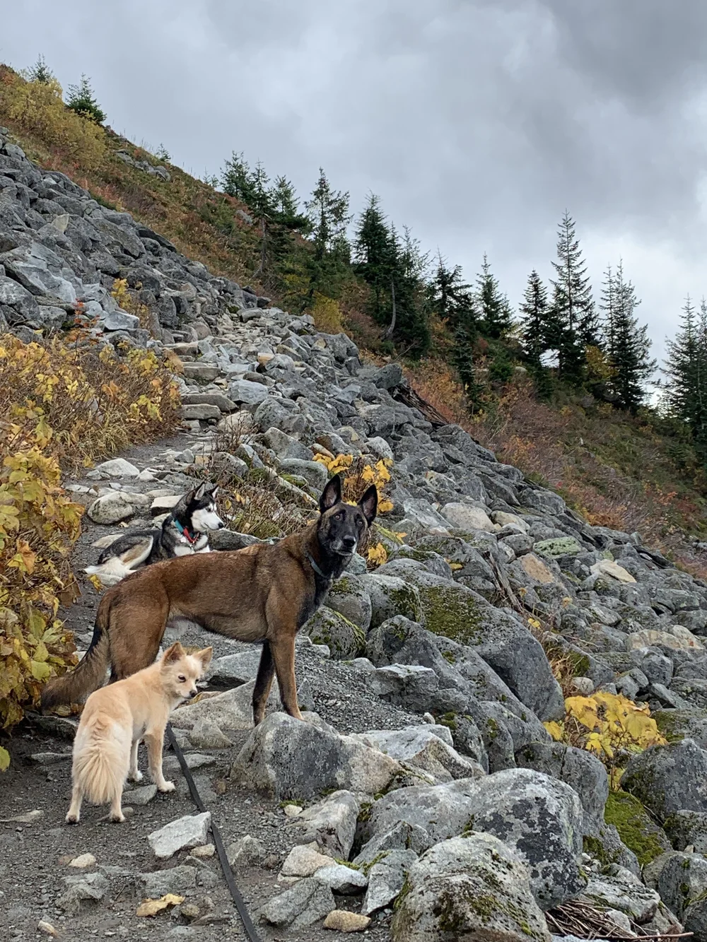 About Us — The Grounded Dog