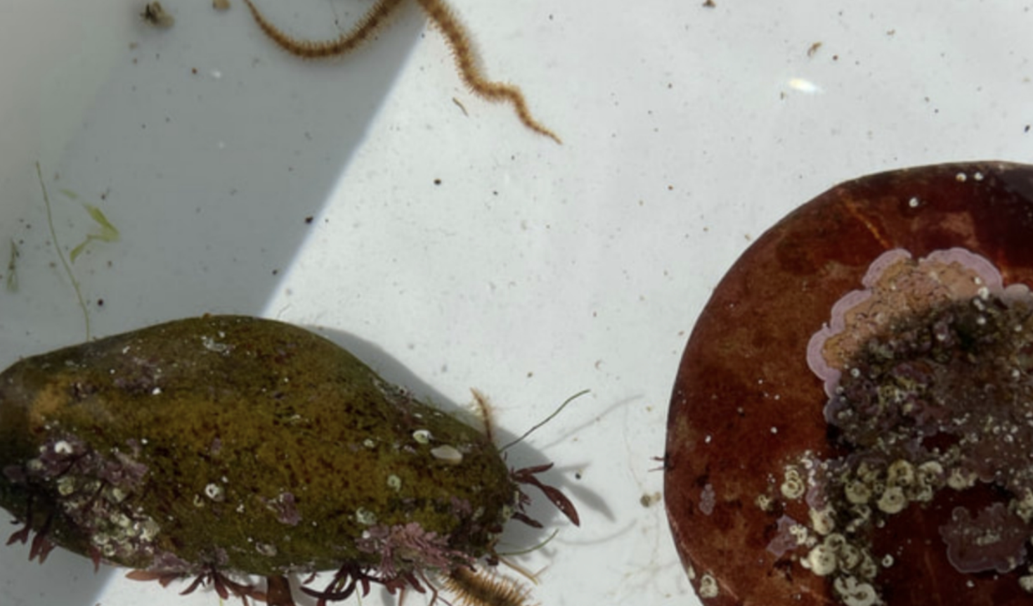 Rock pooling with kids — Shetland With Laurie