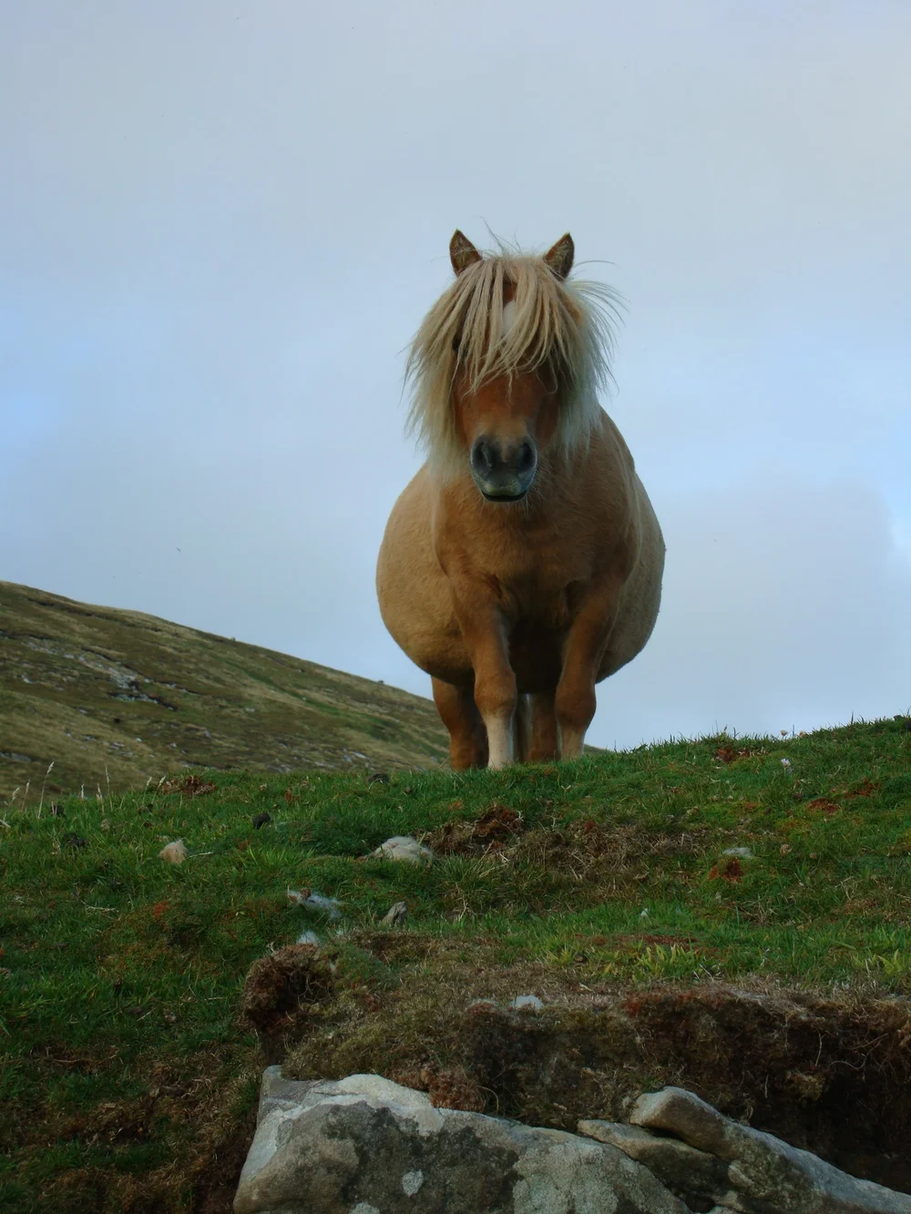 Foula’s Festive traditions & a guide to visiting — Shetland With Laurie