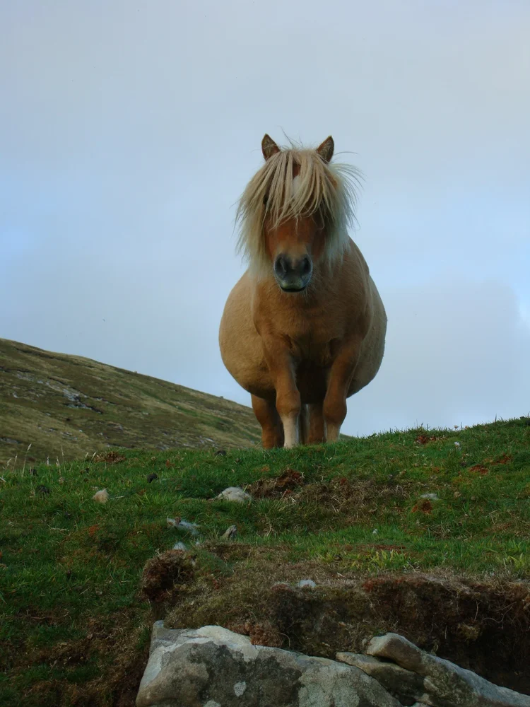 Foula’s Festive traditions & a guide to visiting — Shetland With Laurie