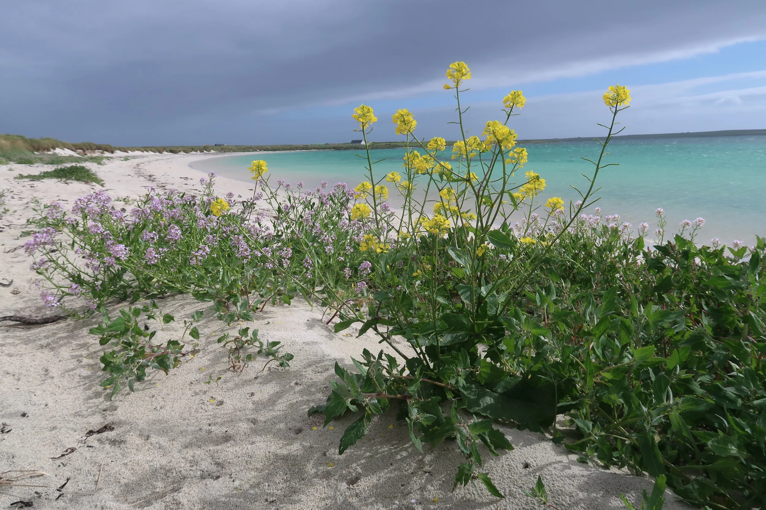 A day in Westray, Orkney’s Queen o’ the isles — Shetland With Laurie