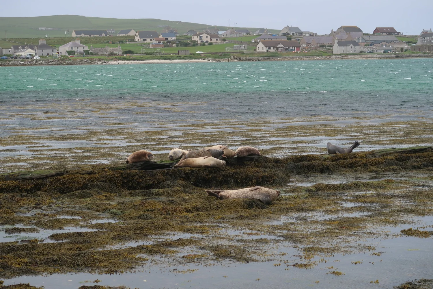 A day in Westray, Orkney’s Queen o’ the isles — Shetland With Laurie