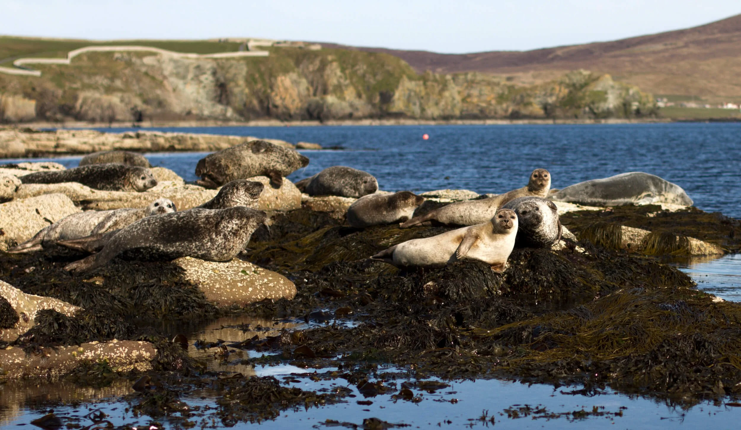 Where To Go Seal-Spotting In Scotland – JYZXLK