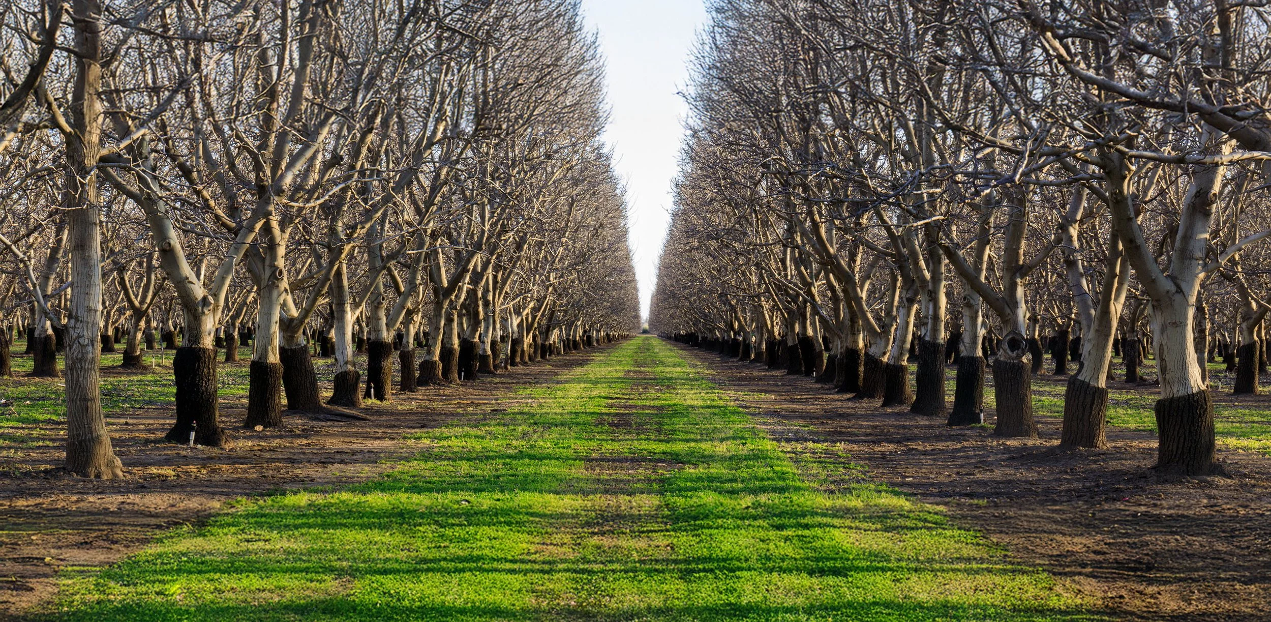Why January and February Are the Best Times to Prune Fruit Trees in the ...