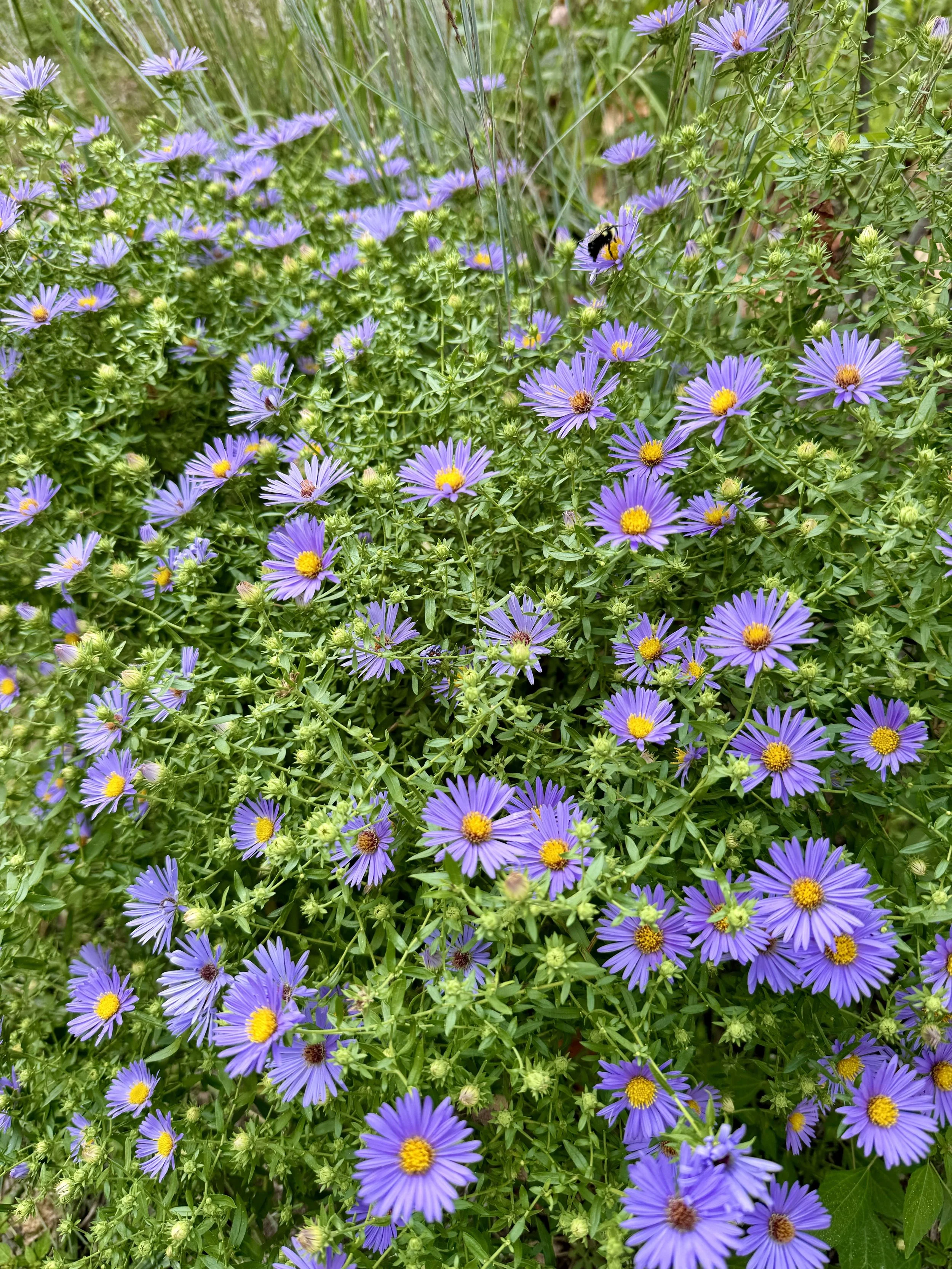 West Hurley — Benjamin Albrecht Landscape Design & Build