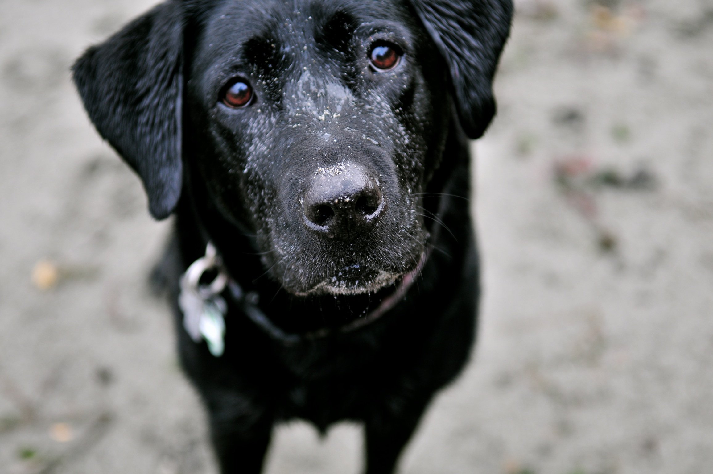 Dogs Welcome — Chevy Chase Beach Cabins
